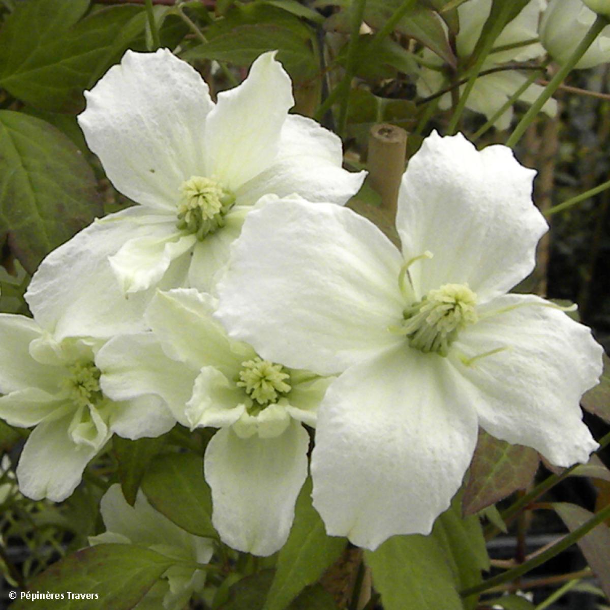 Clematis montana Starlet White Perfume - Variété précoce et vigoureuse ...