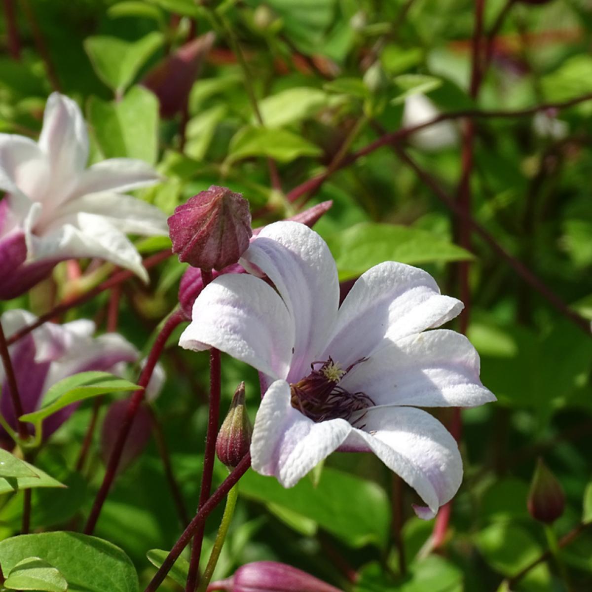 Clématite Princess Kate – Clematis texensis à tulipes blanches pourpres