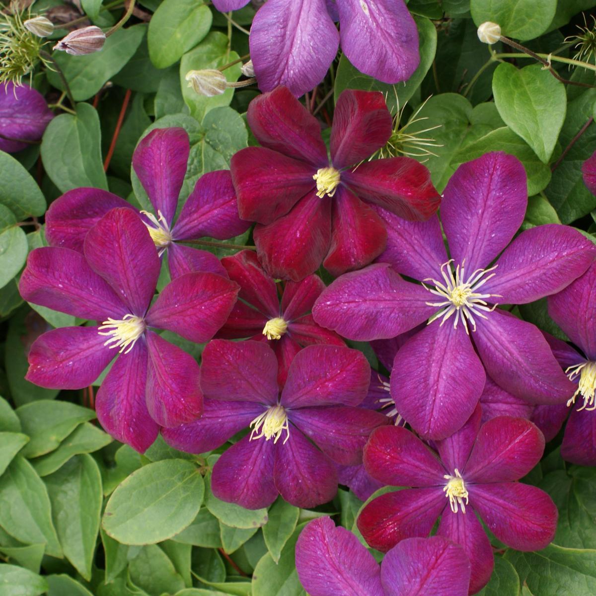 Clématite Voluceau - Clematis viticella à grandes fleurs rouges et jaunes