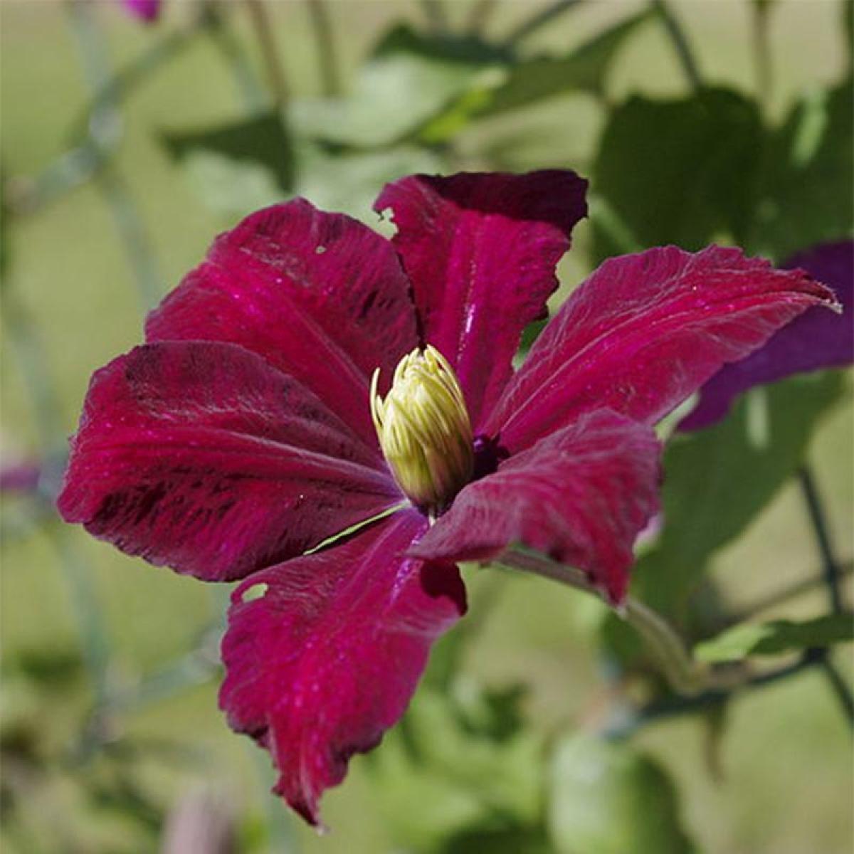 Clématite Voluceau - Clematis viticella à grandes fleurs rouges et jaunes