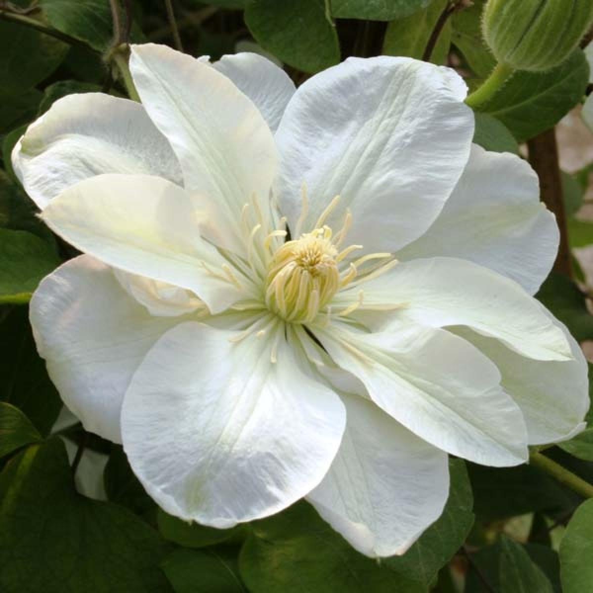 Clématite Guernsey Cream - Clematis aux grandes fleurs blanc crème