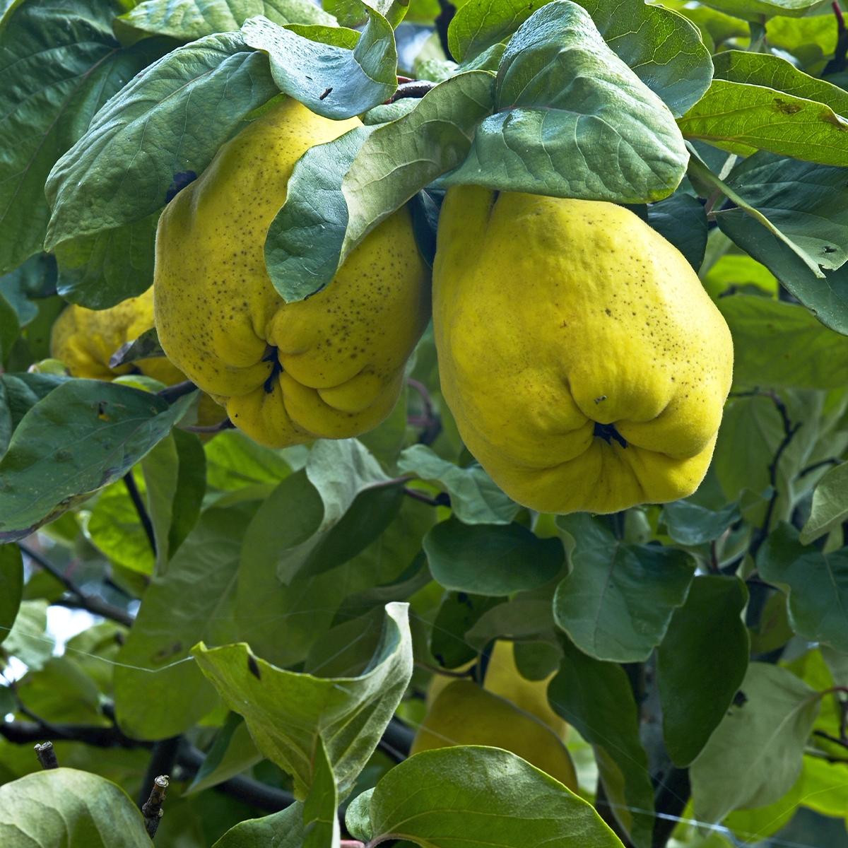 Cydonia oblonga - Cognassier commun - Coing - Arbuste fruitier et ...