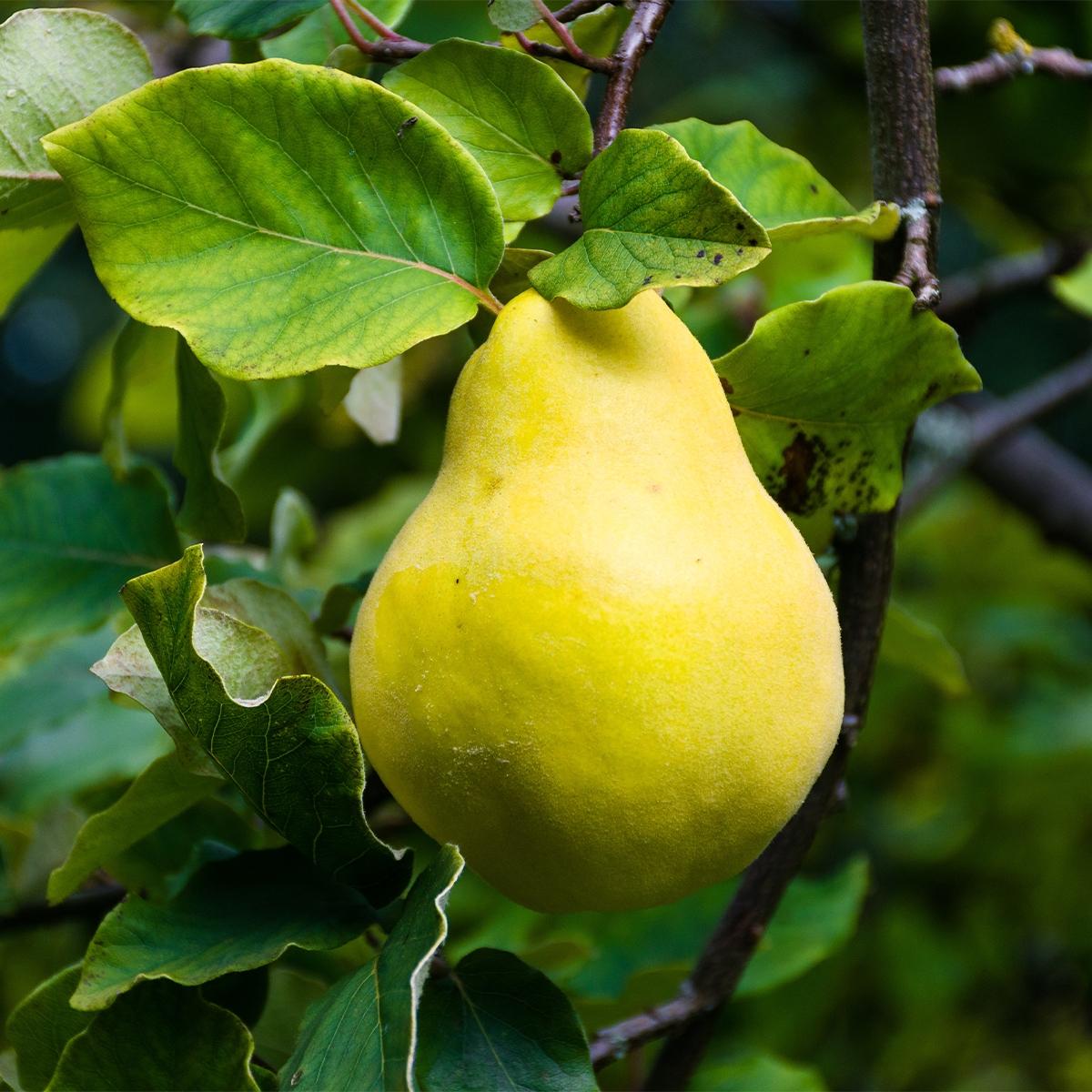 Cydonia oblonga - Cognassier commun - Coing - Arbuste fruitier et ...