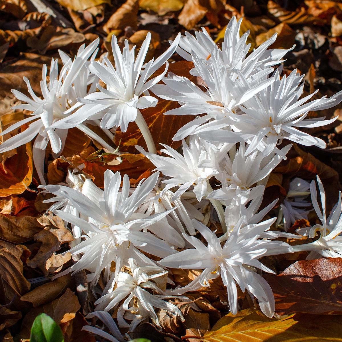 Colchique d'automne alboplenum - Colchicum autumnale à fleurs doubles ...