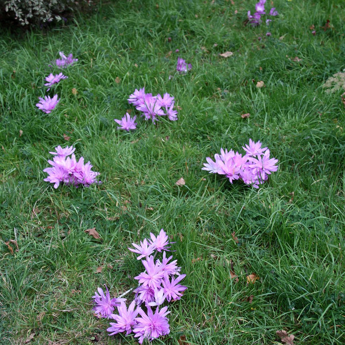 Colchique d'automne Pleniflorum ou Roseum Plenum - Colchicum autumnale ...