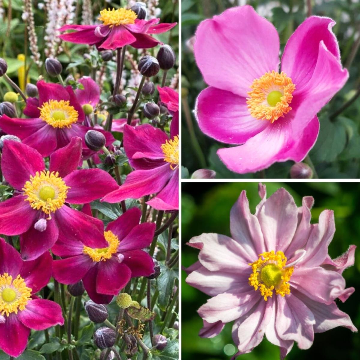 Collection 3 Anémones du Japon naines Fantasy - Anemone hybrida ...