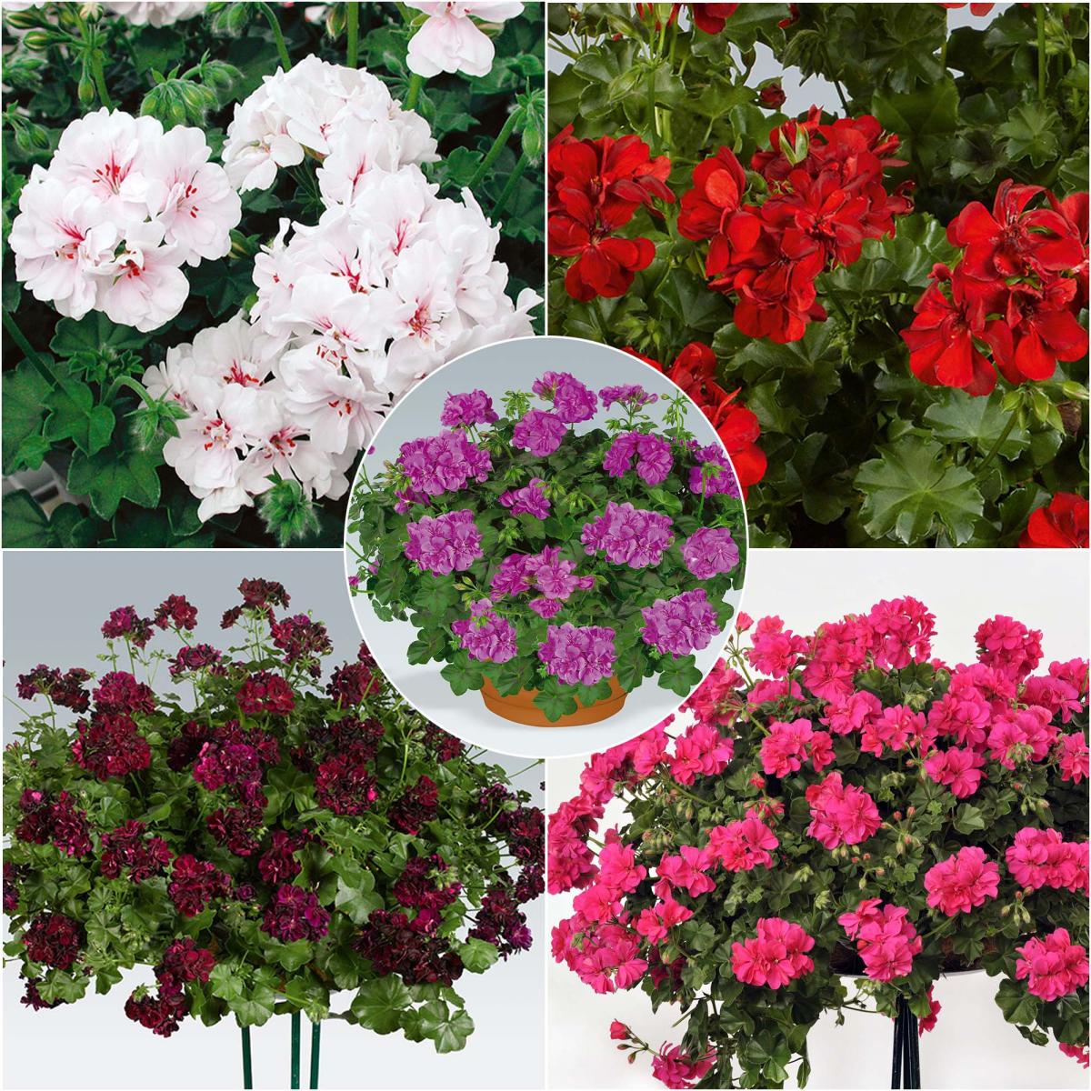 Collection 5 géraniums-lierres doubles - Pelargonium peltatum pour ...