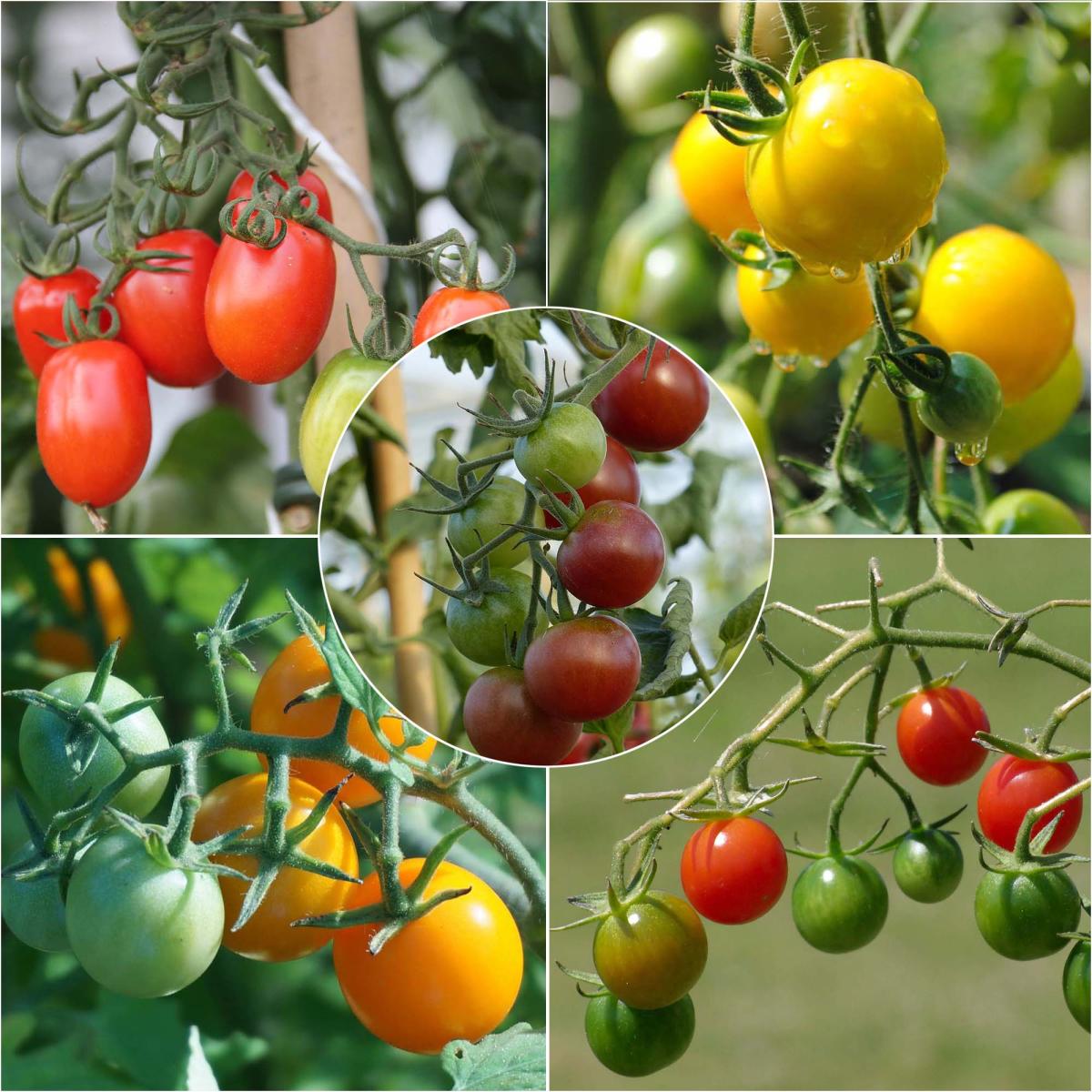Tomates Cerises en plants - Collection de 5 variétés colorées, toutes ...