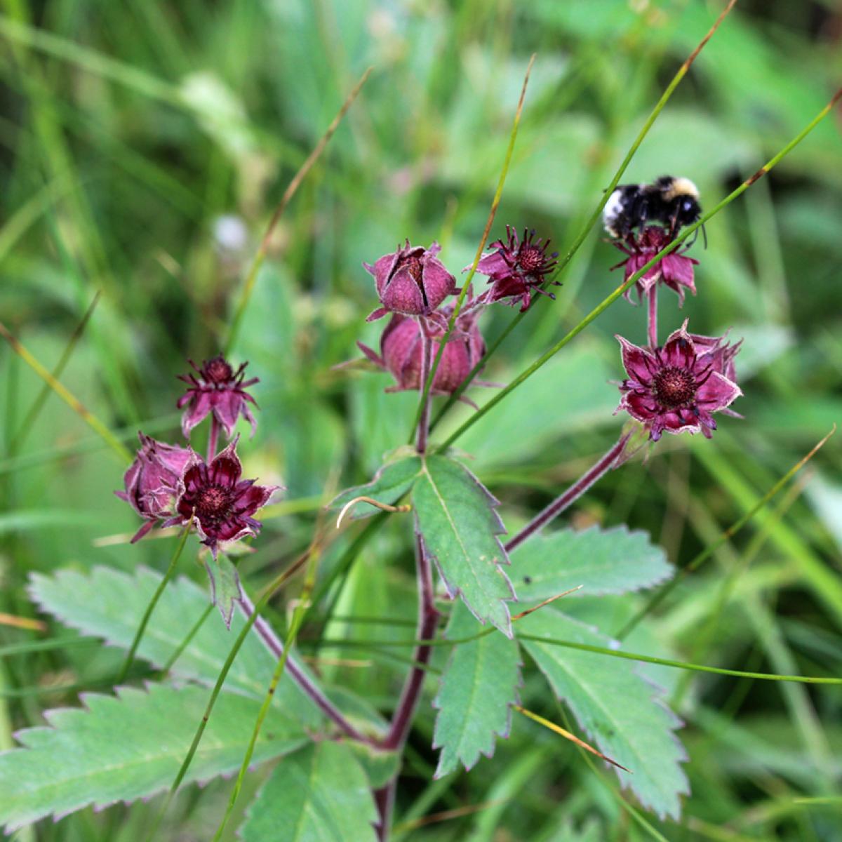 Comarum palustre - Comaret des marais - Potentille des marais - Vivace ...
