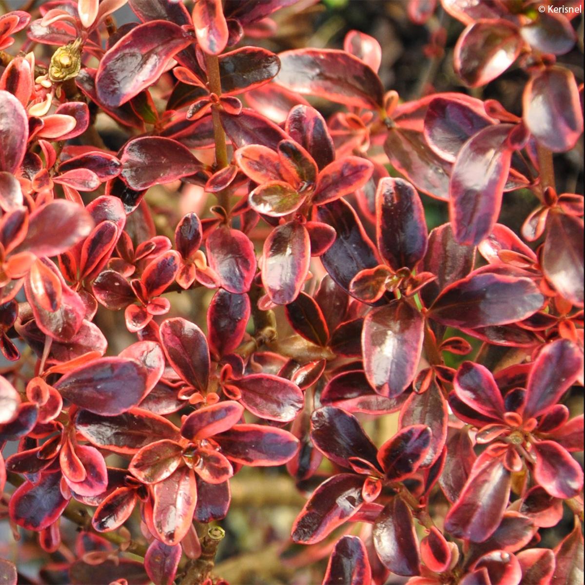 Coprosma (x) repens Fire Burst - Arbuste persistant à feuillage coloré ...