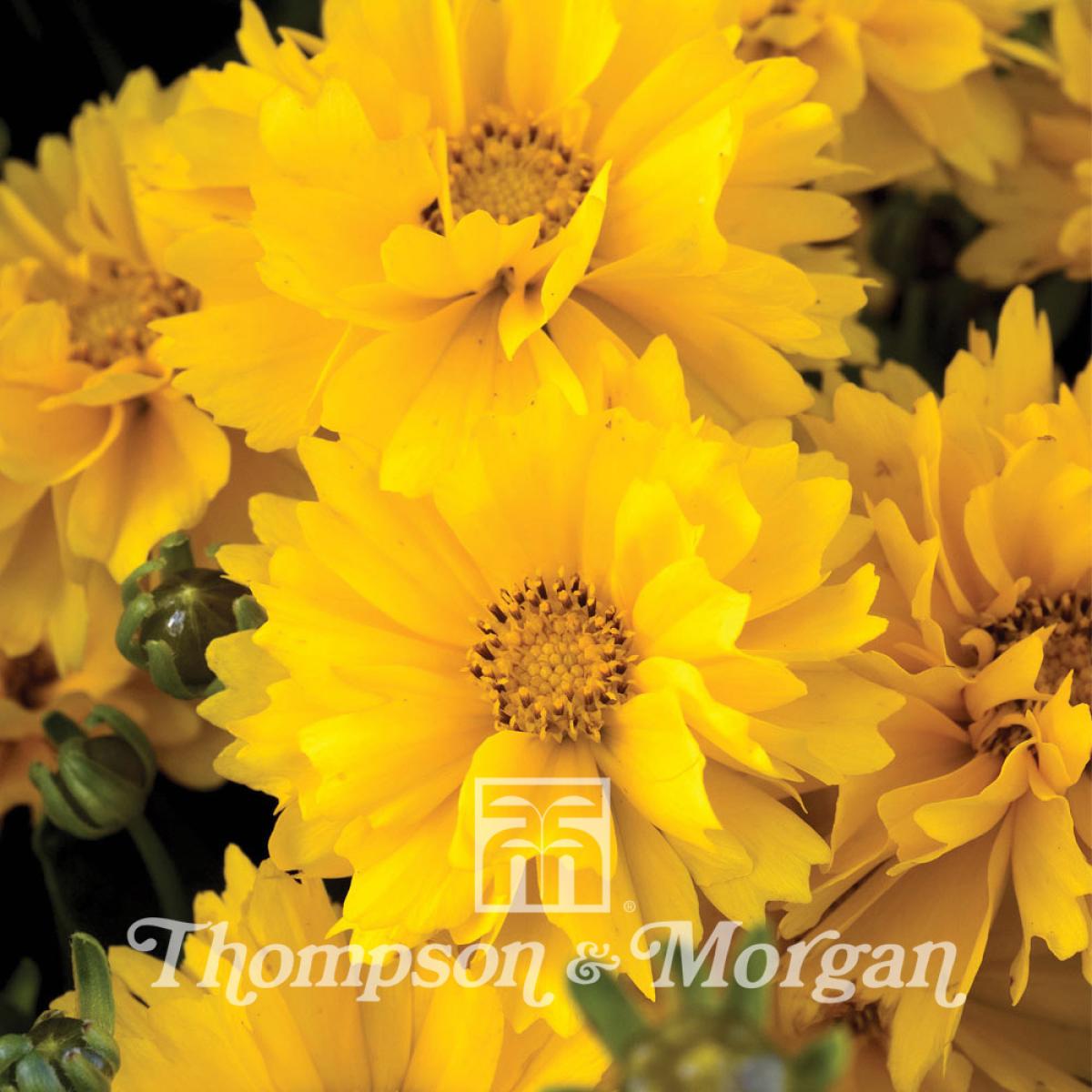 Graines de Coréopsis nain à grandes fleurs Presto - Coreopsis ...