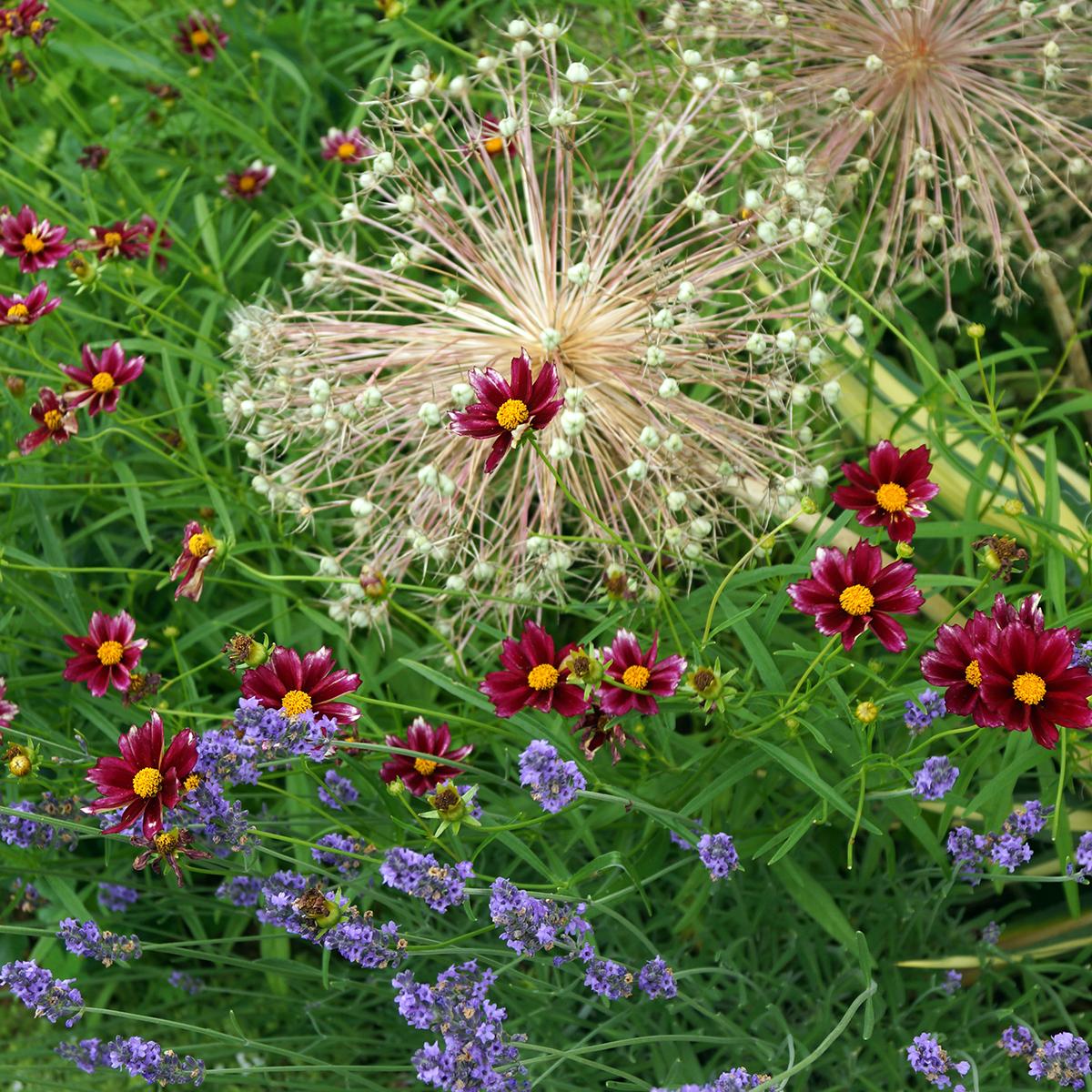 Coreopsis Mercury Rising - Coréopsis rustique, à port étalé et longue ...