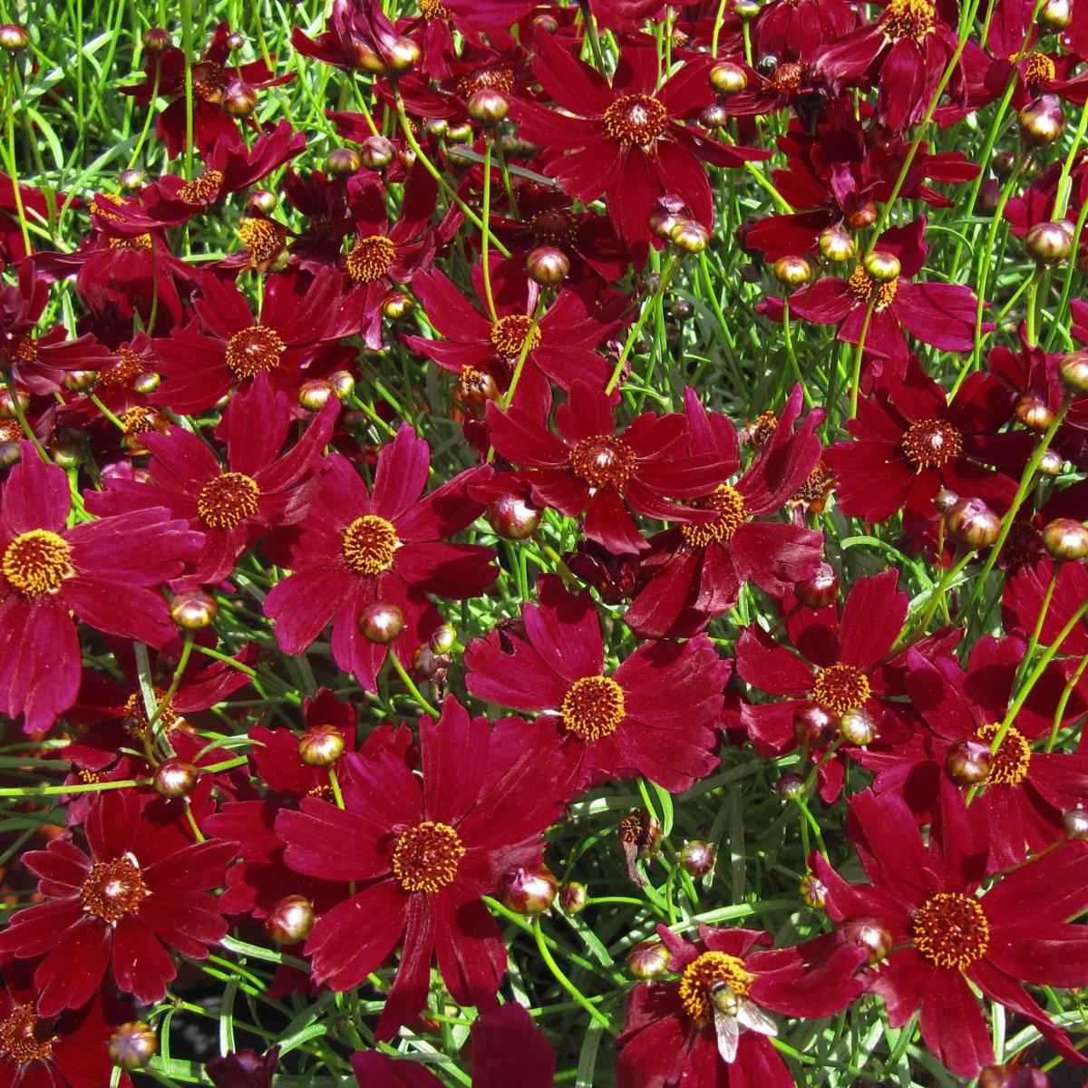 Coreopsis verticillata Ruby Red - Coréopsis à fleurs rouge rubis sur un ...