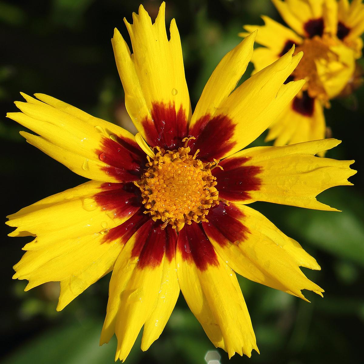 Coreopsis grandiflora Sunkiss - Coréopsis à grandes fleurs simples aux pétales jaune d’or ...