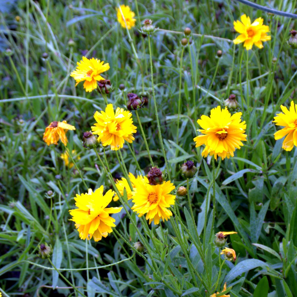 Coreopsis grandiflora Sunray – Coréopsis à grandes marguerites doubles ...