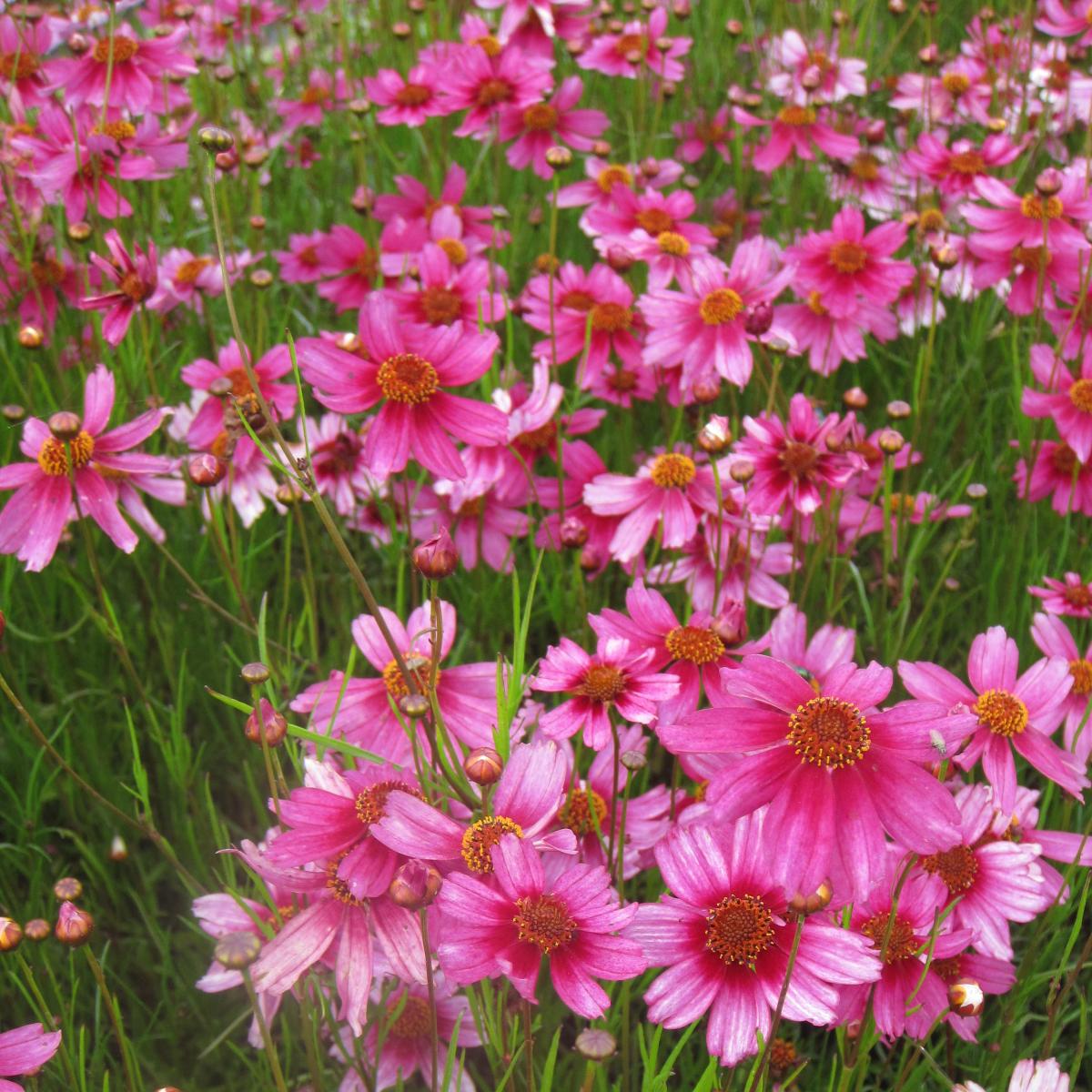 Coreopsis rosea Heaven's Gate - Coréopsis à fleurs roses et centre ...