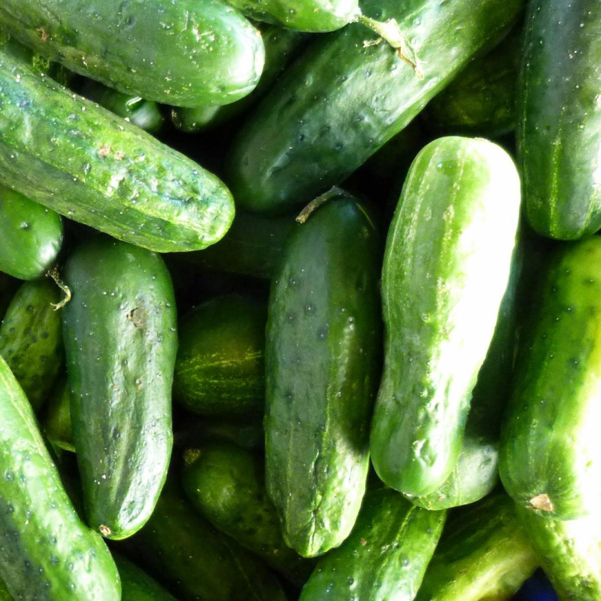 Cornichon Regal F1 - Graines potagères (cucumis sativus)