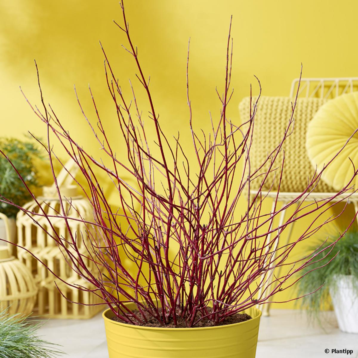 Cornus alba Miracle VERPAALEN2 - Cornouiller blanc à feuillage panaché ...