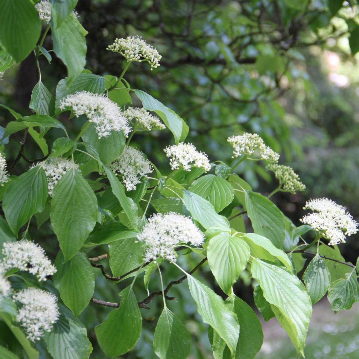 Cornus alternifolia - Cornouiller à feuilles alternes au port attrayant