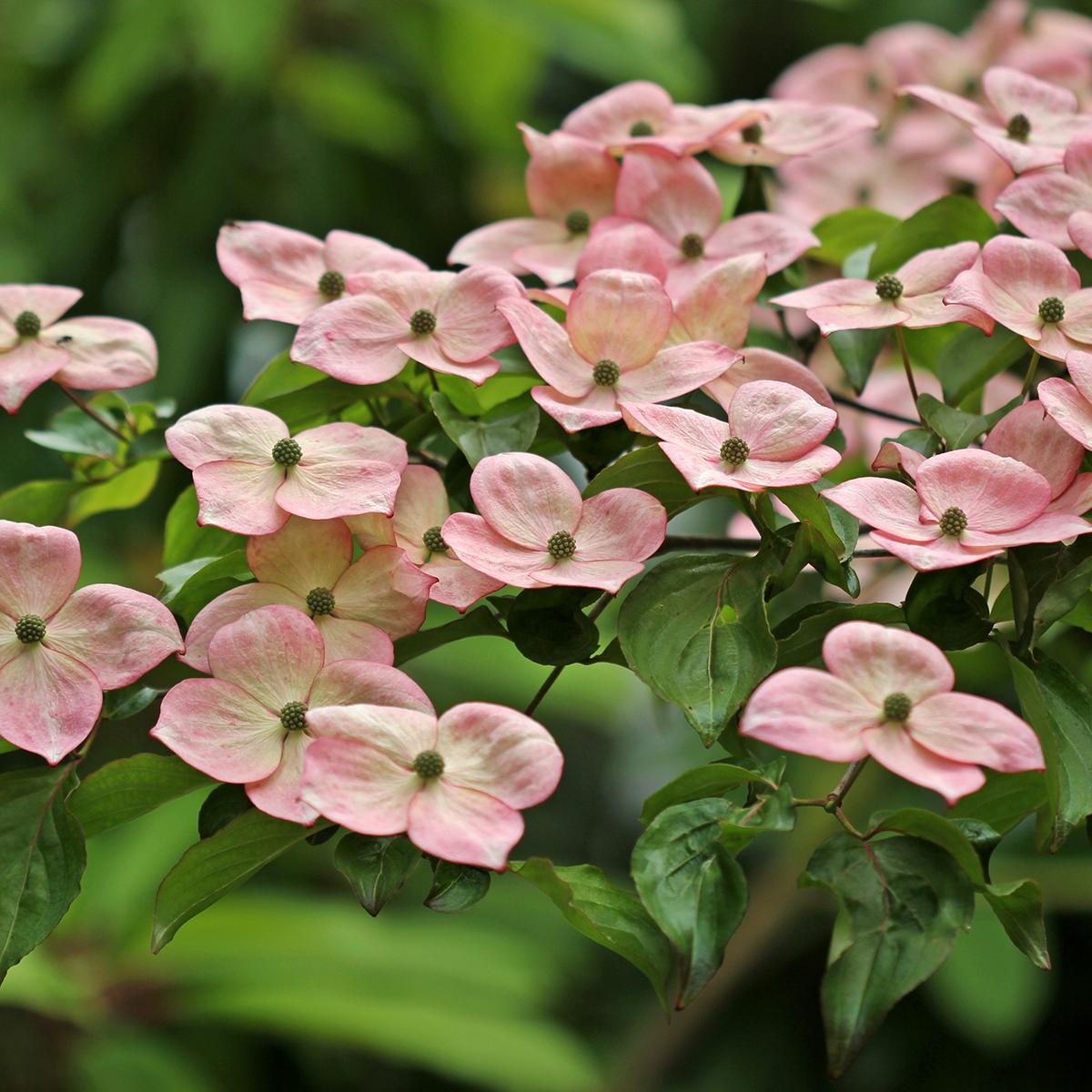 Cornus kousa Satomi – Cornouiller du Japon a douce floraison rose
