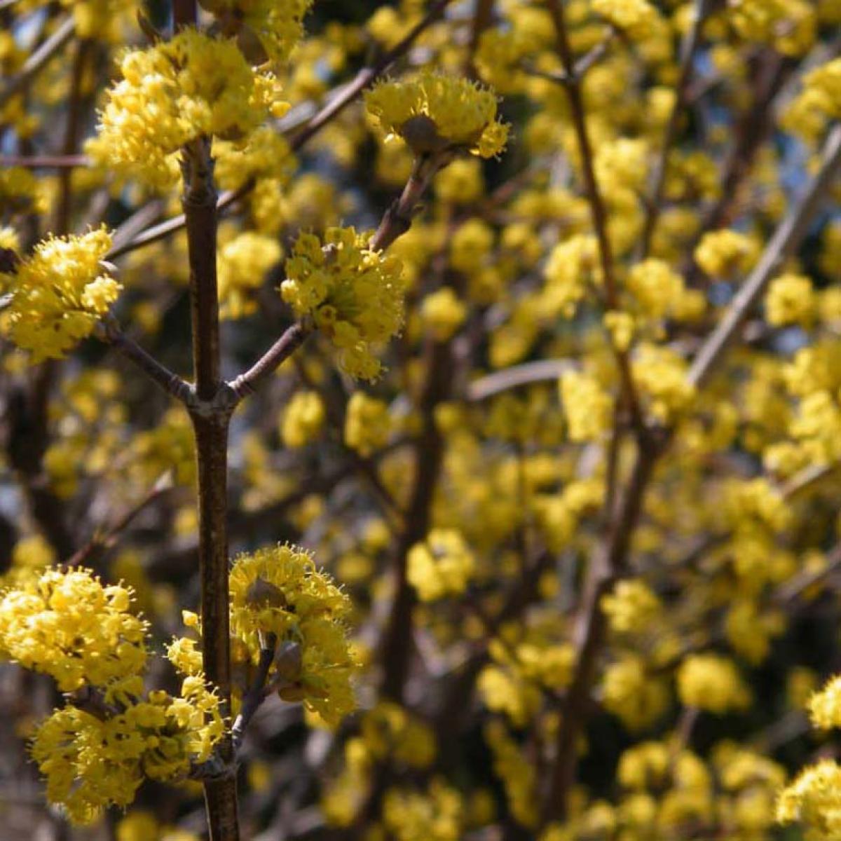 Cornus mas Aurea - Cornouiller mâle doré au feuillage jaune d'or
