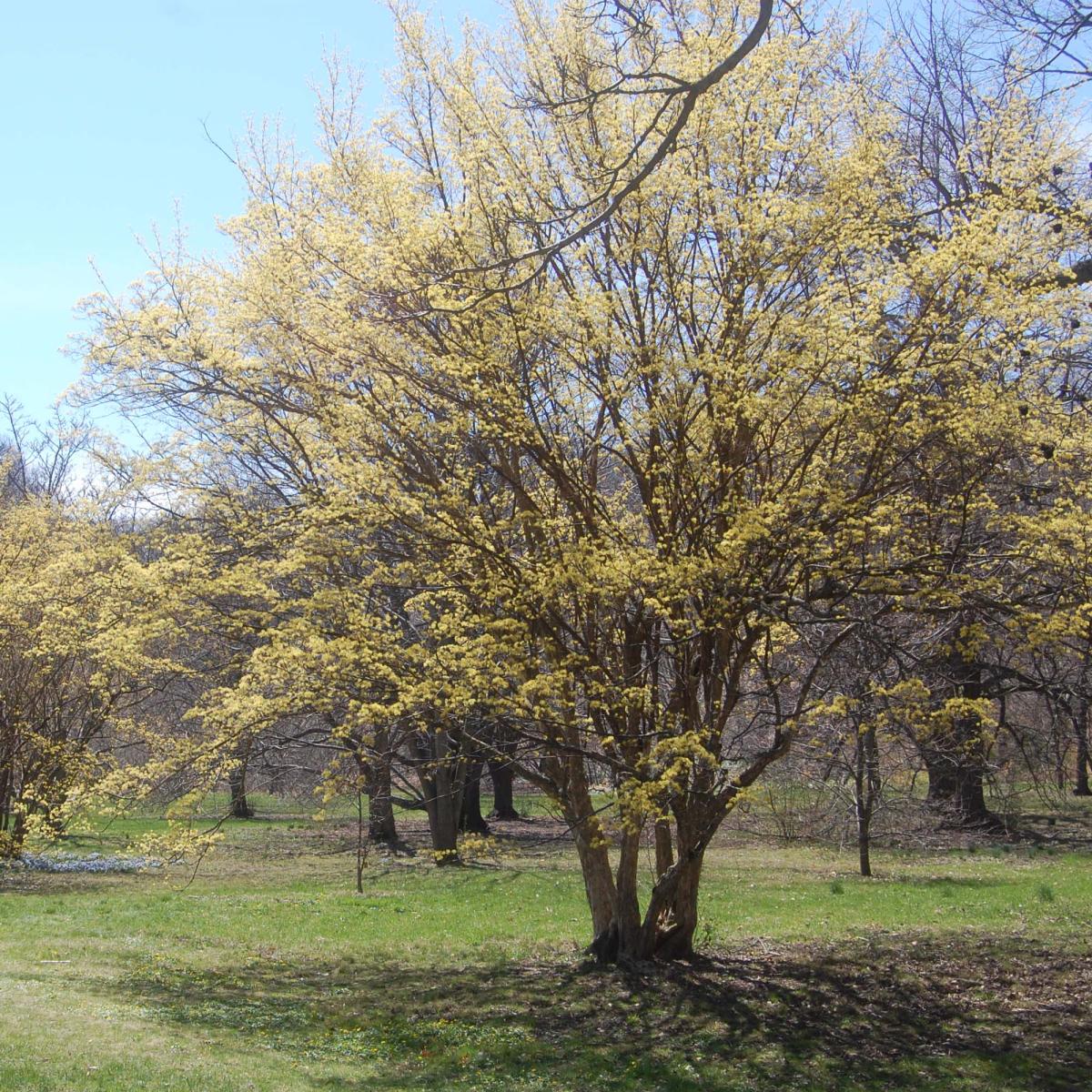 Cornus officinalis - Cornouiller officinal à floraison hivernale jaune ...