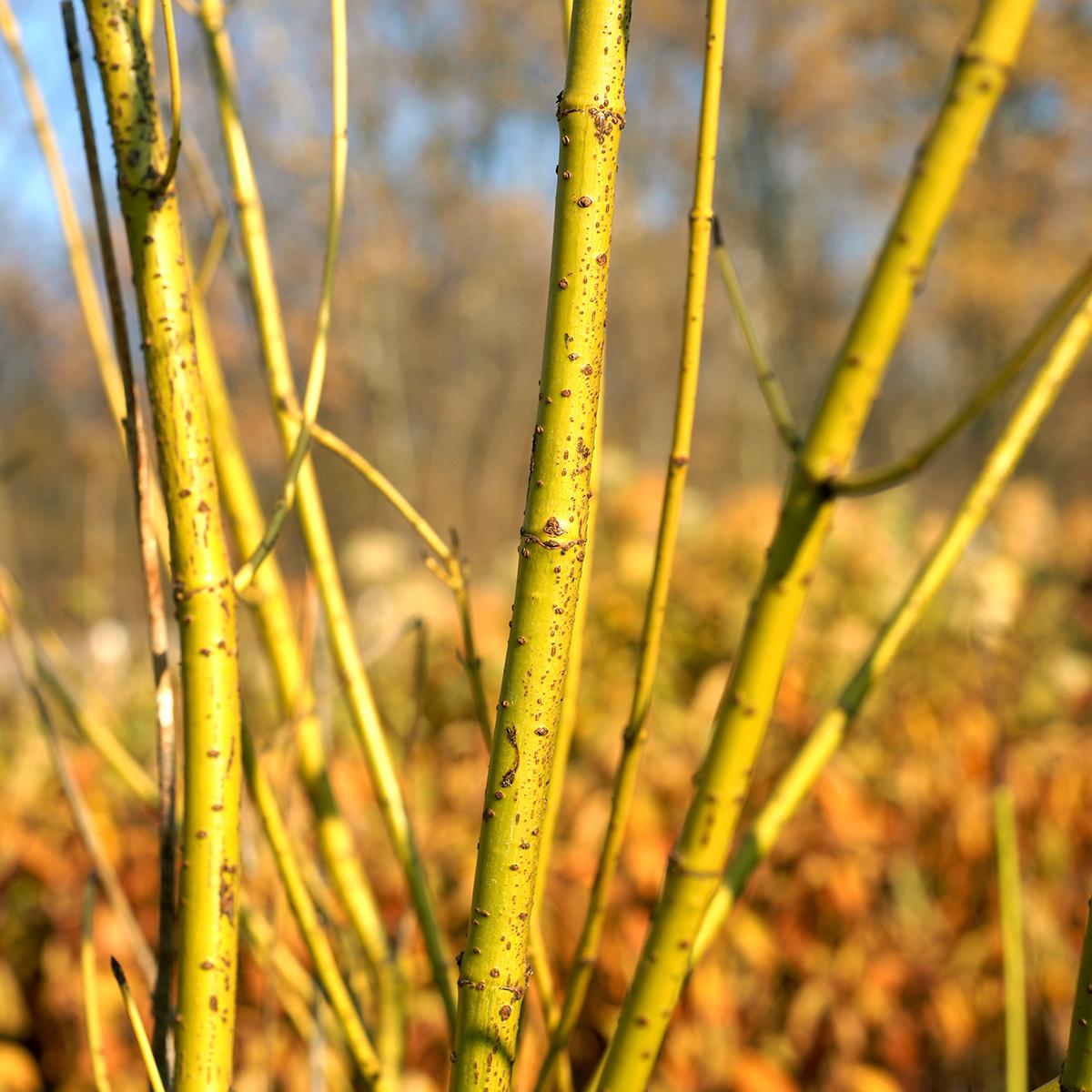 Cornus stolonifera Flaviramea - Cornouiller blanc à bois jaune vif