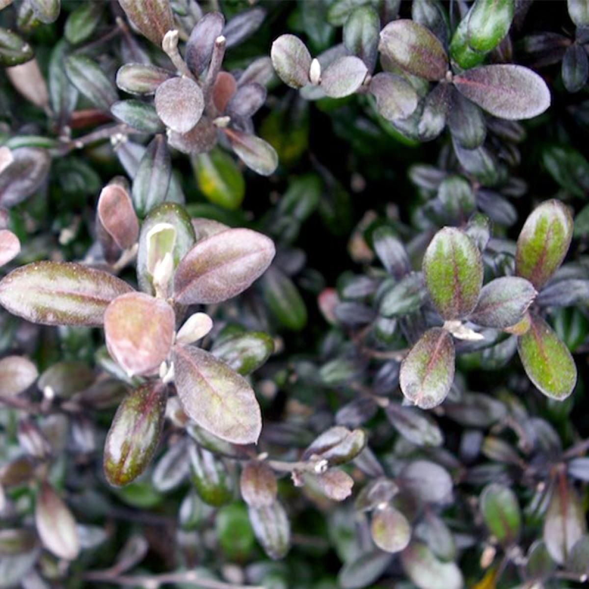 Corokia virgata Frosted chocolate - Corokie - Arbuste à feuillage ...