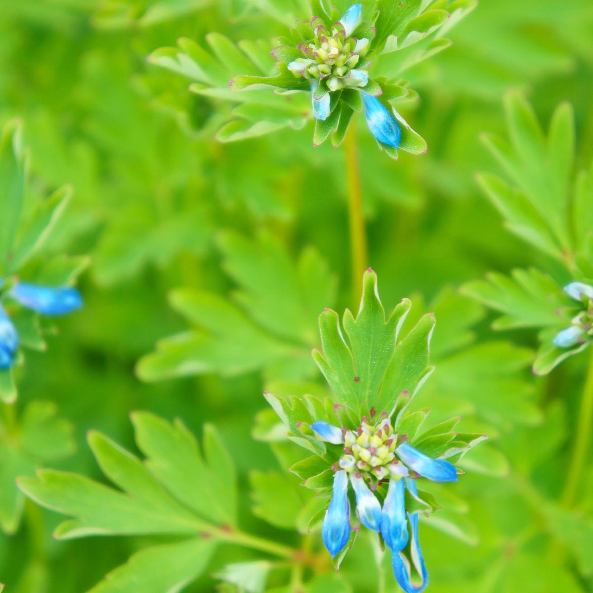 La Corydalis elata, des fleurs parfumées du pourpre clair au bleu ...