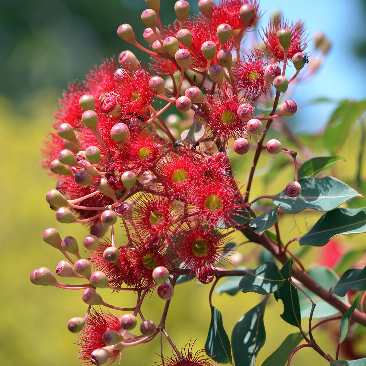 Corymbia ficifolia - Eucalyptus ou gommier rouge - Arbre à floraison ...