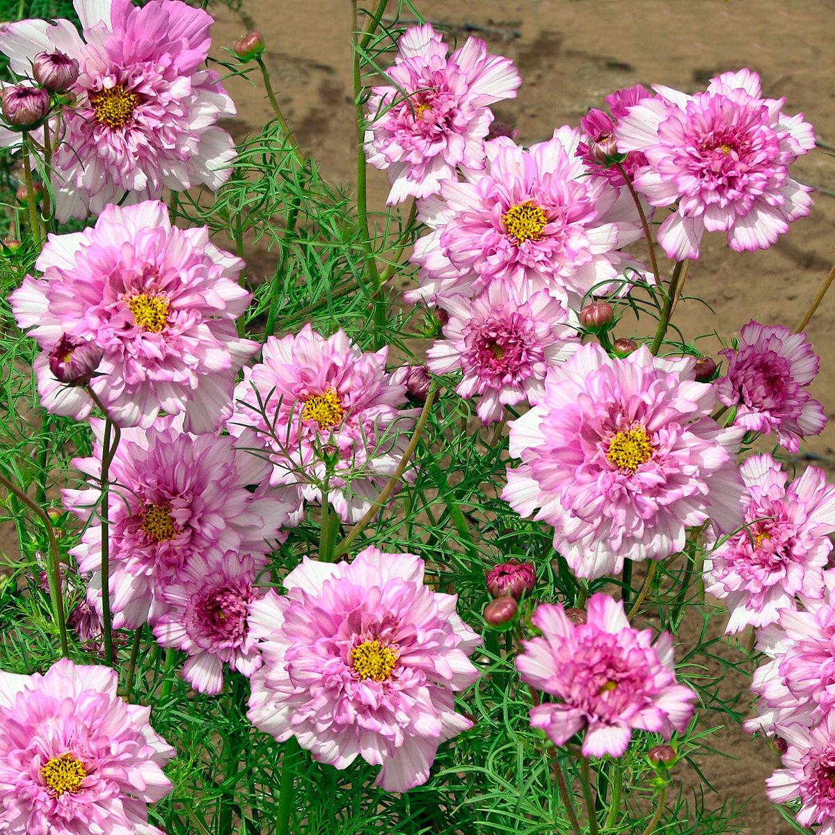 Cosmos Double Click Bicolor Pink - Cosmos bipinnatus à fleurs doubles ...