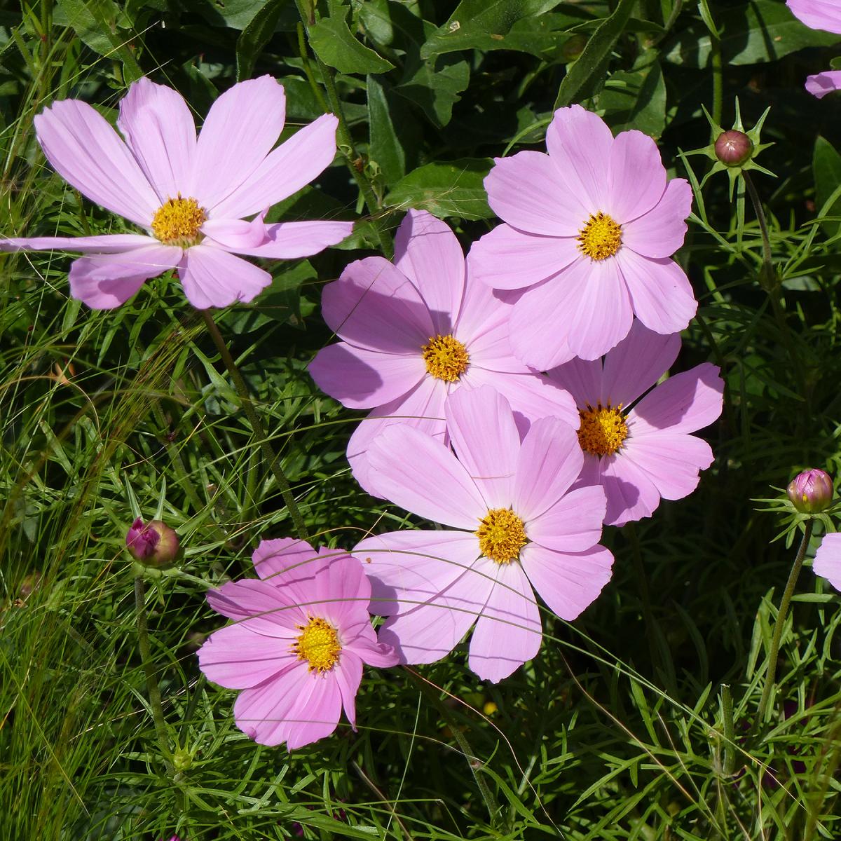 Cosmos Sonata Rose Clair - Cosmos bipenné - Une annuelle à la floraison ...