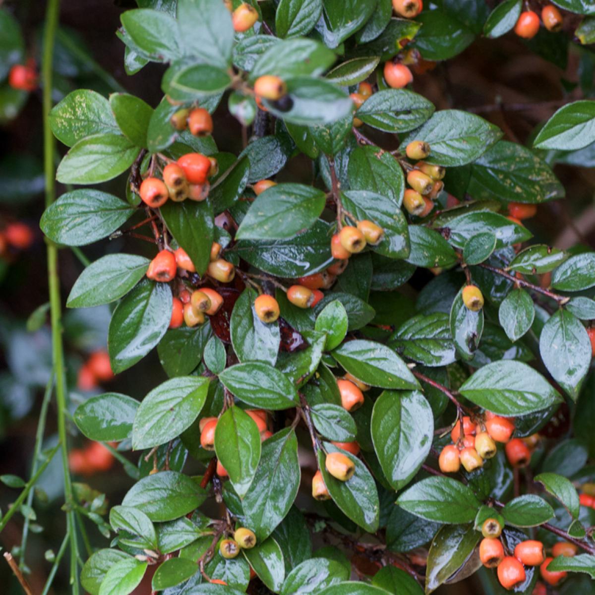 Cotoneaster simonsii - Cotonéaster de Simons ou de l'Himalaya - Grand ...