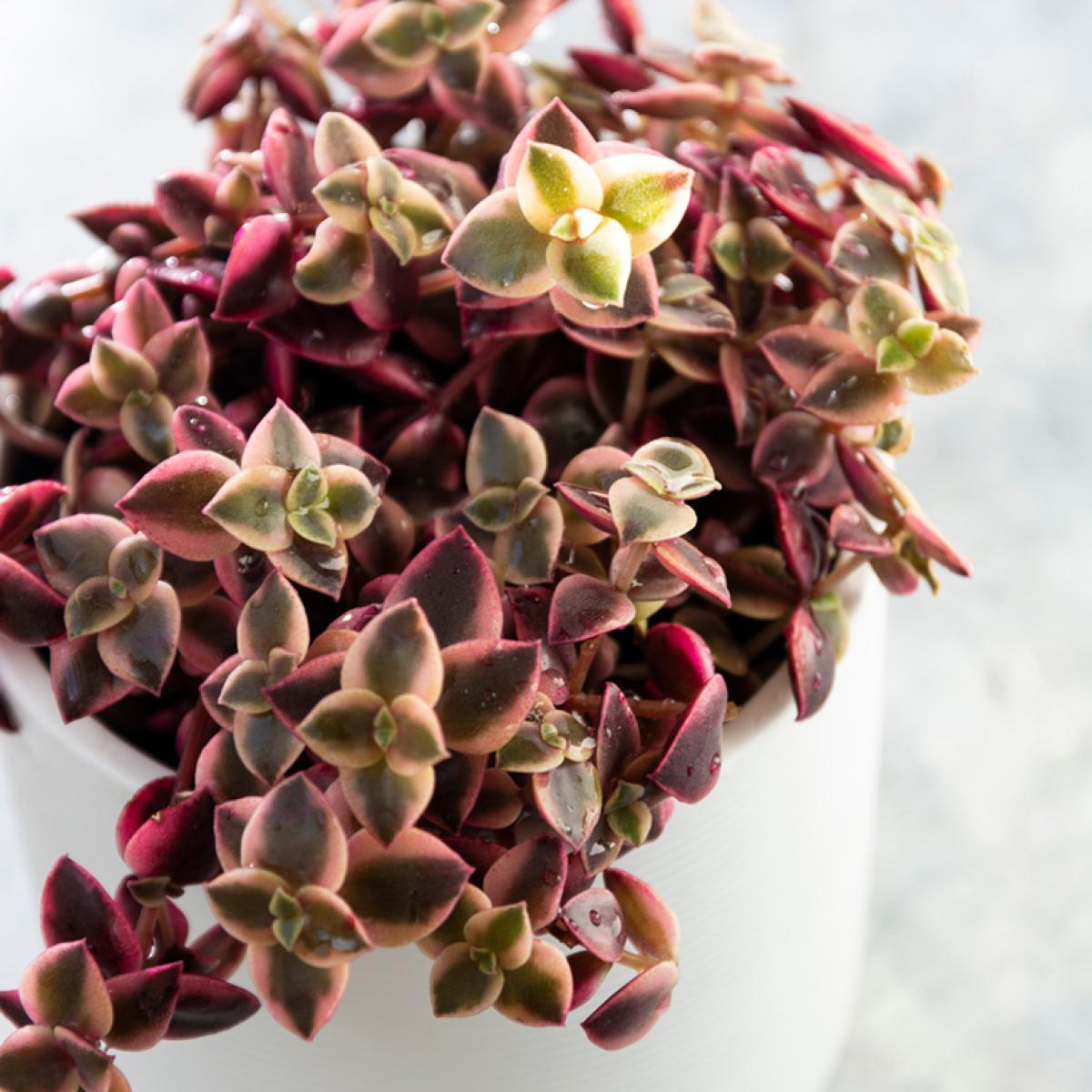 Crassula pellucida ssp. marginalis - Plante vivace succulente rampante ...