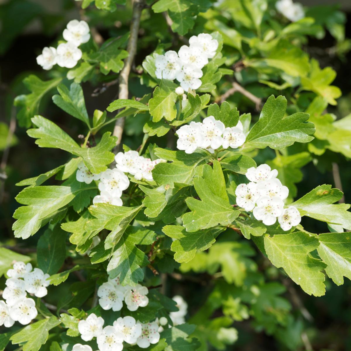 Crataegus laevigata - Aubépine lisse - Aubépine à deux styles - Petit ...