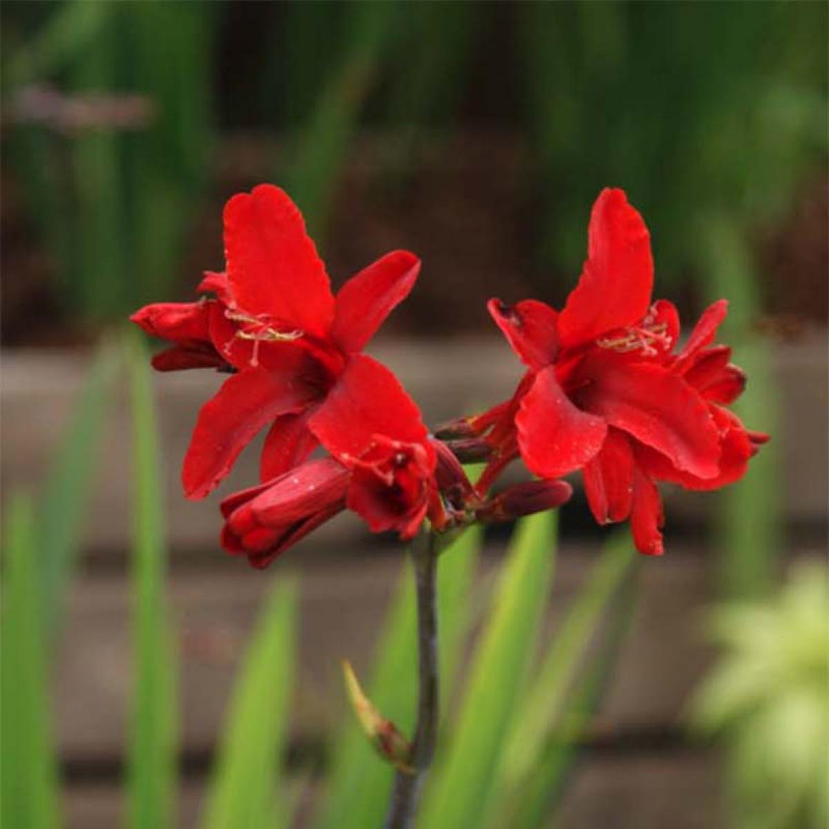 Crocosmia Hellfire - Montbretia hybride à grandes fleurs rouge cramoisi ...
