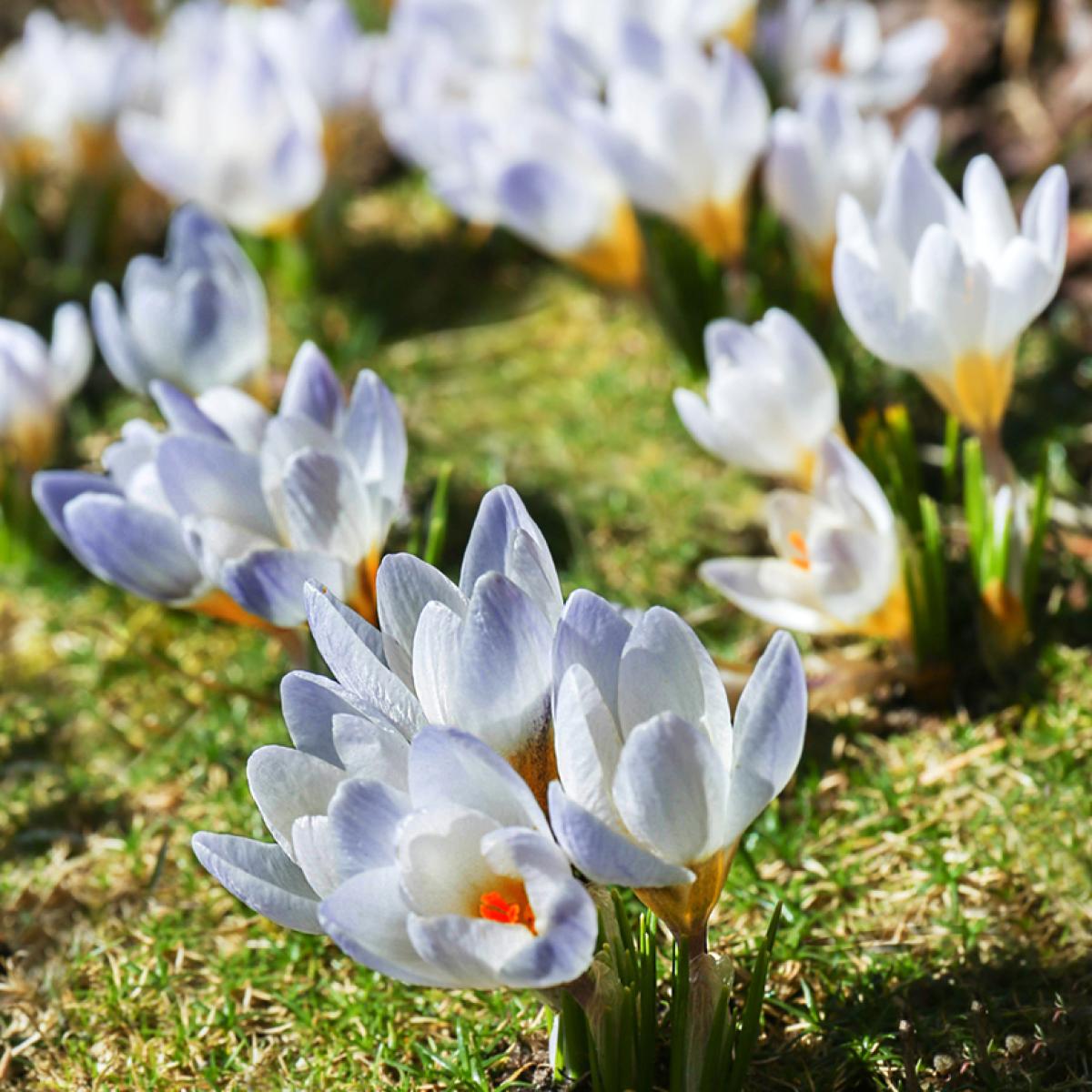 Crocus Chrysanthus Blue Pearl - Bulbe - Une jolie variété botanique