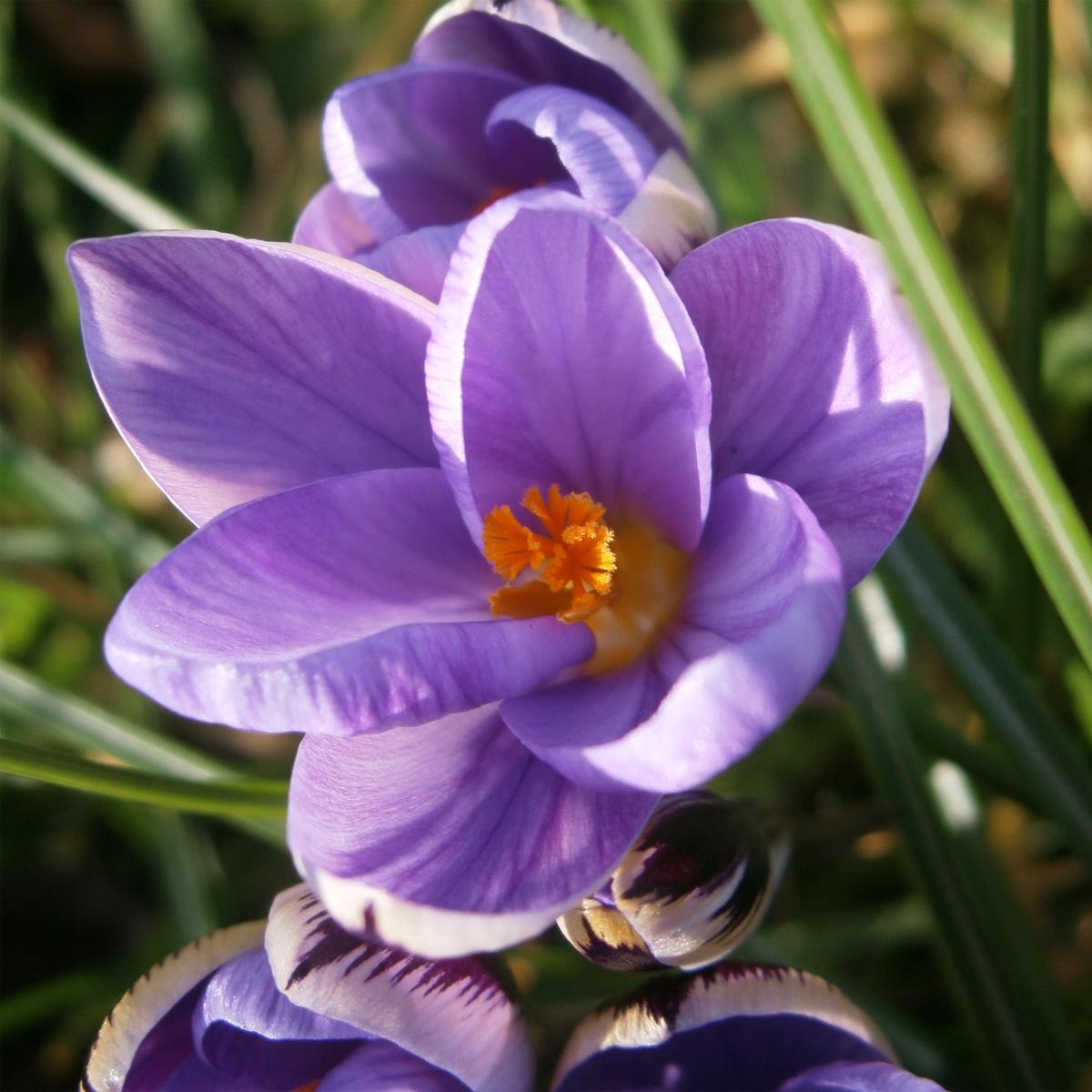 Crocus minimus - Un adorable Crocus botanique à fleurs mauve-lilas - Bulbes