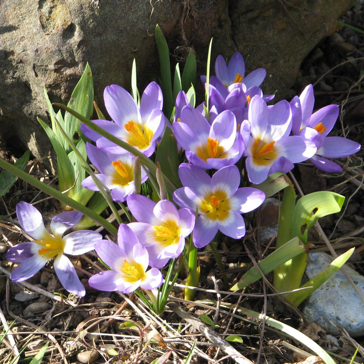 Crocus sieberi Tricolor - Crocus de Sieber - Bulbes