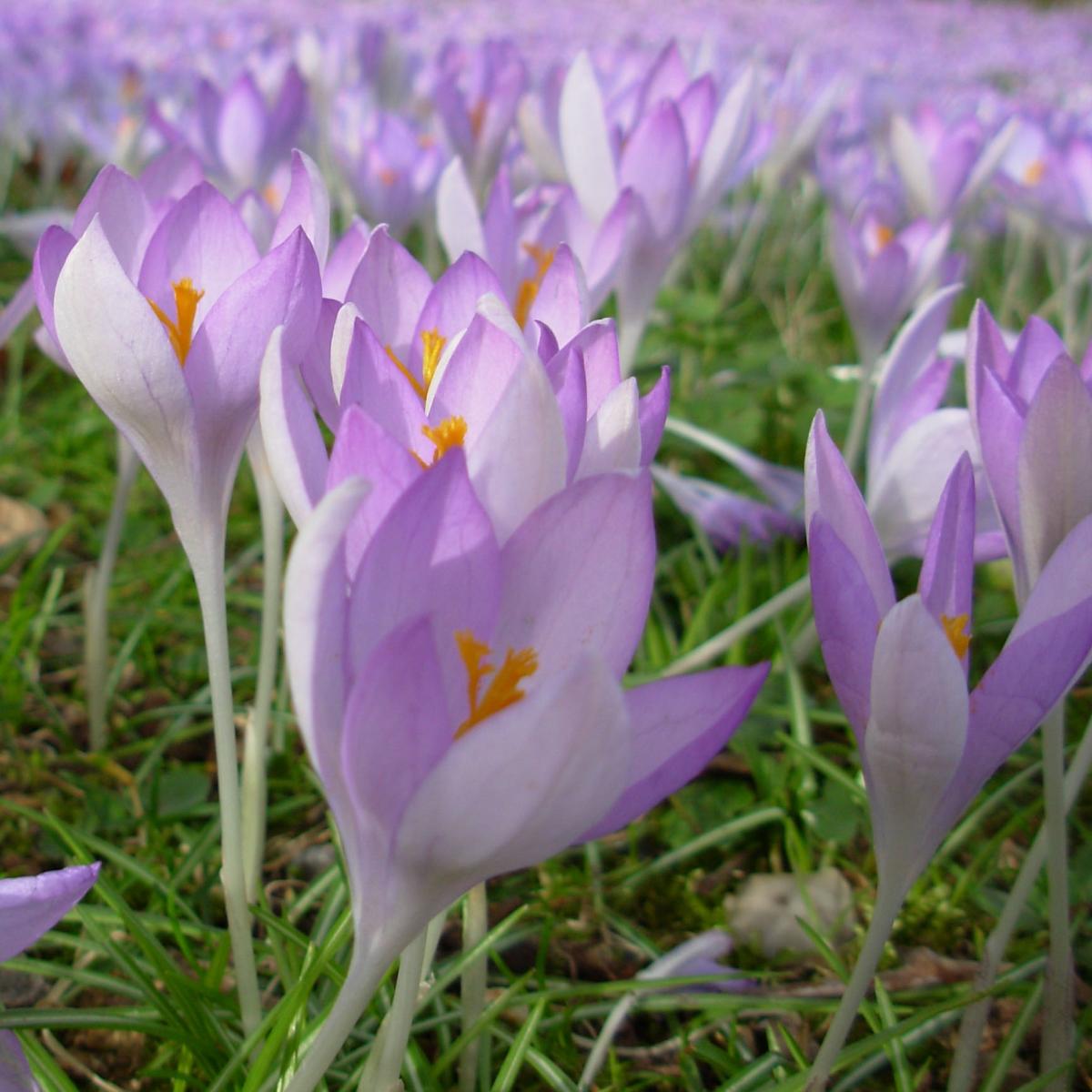 Crocus tommasinianus - Variété botanique - Bulbes