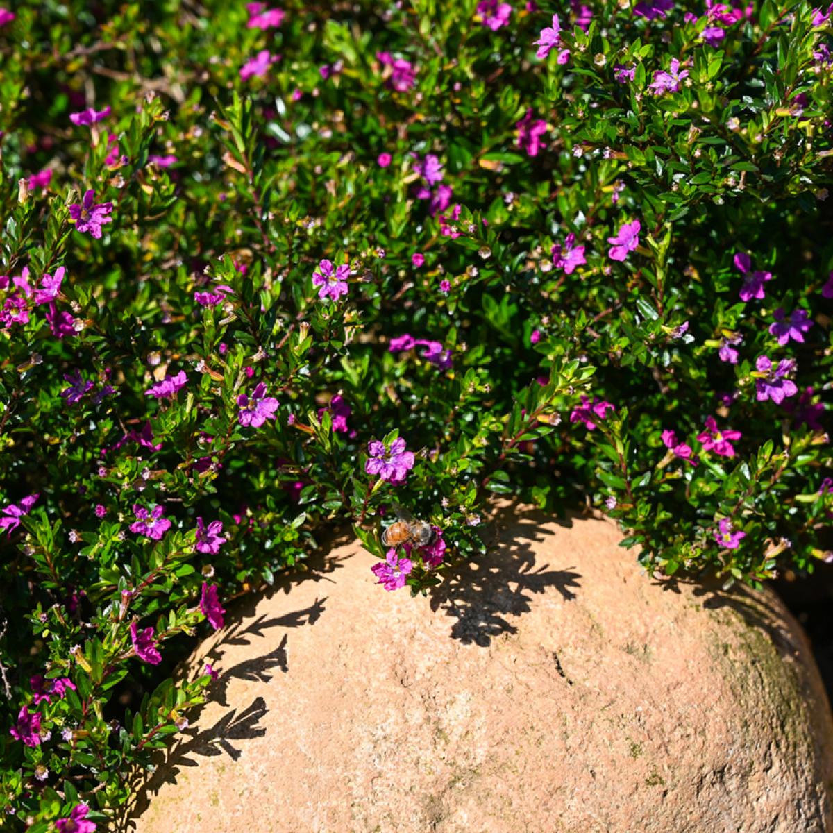 Cuphea hyssopifolia Purple - Fausse bruyère ou Etoile du Mexique ...