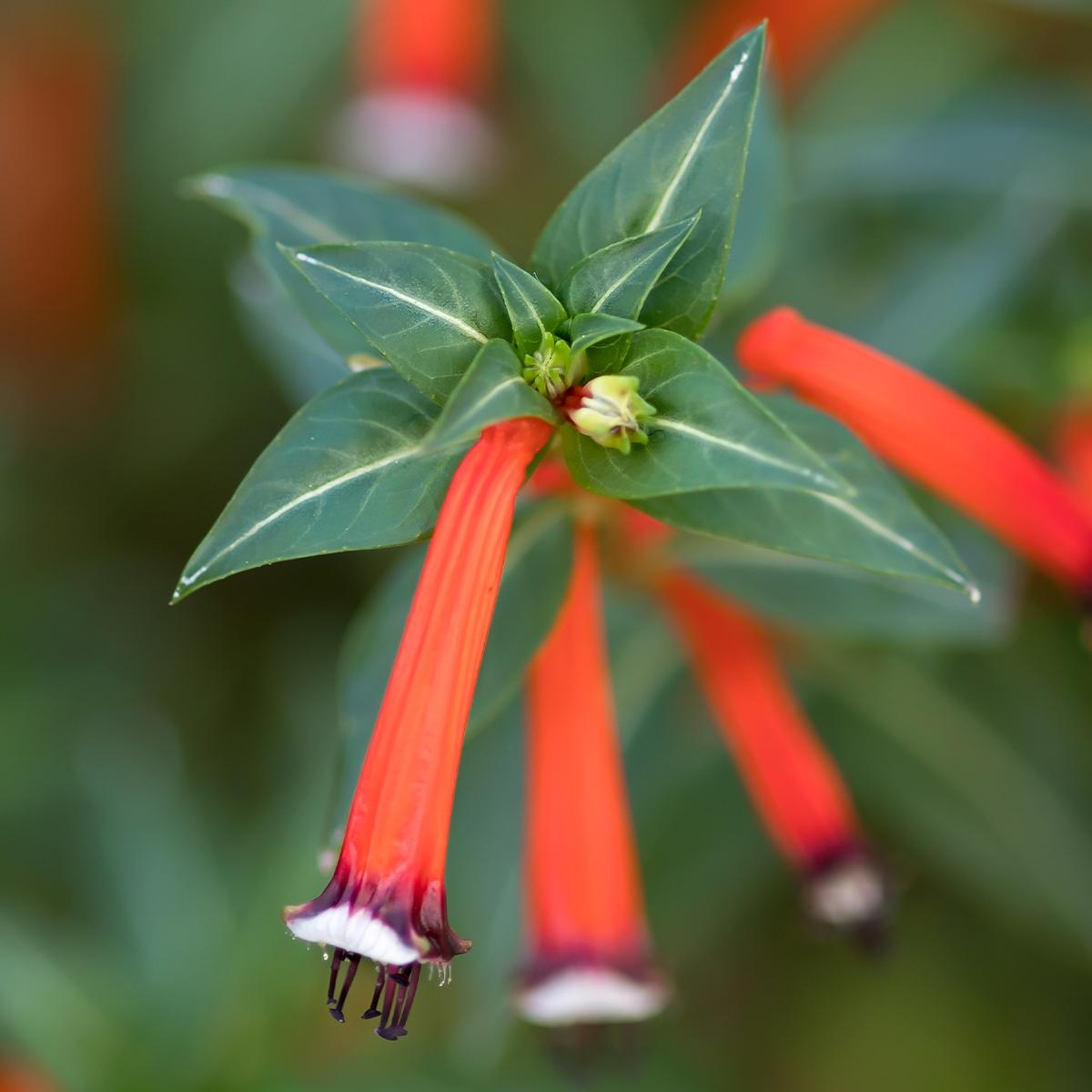 Cuphea ignea Scarlet - Plante cigarette - Sous arbrisseau à fleurs ...
