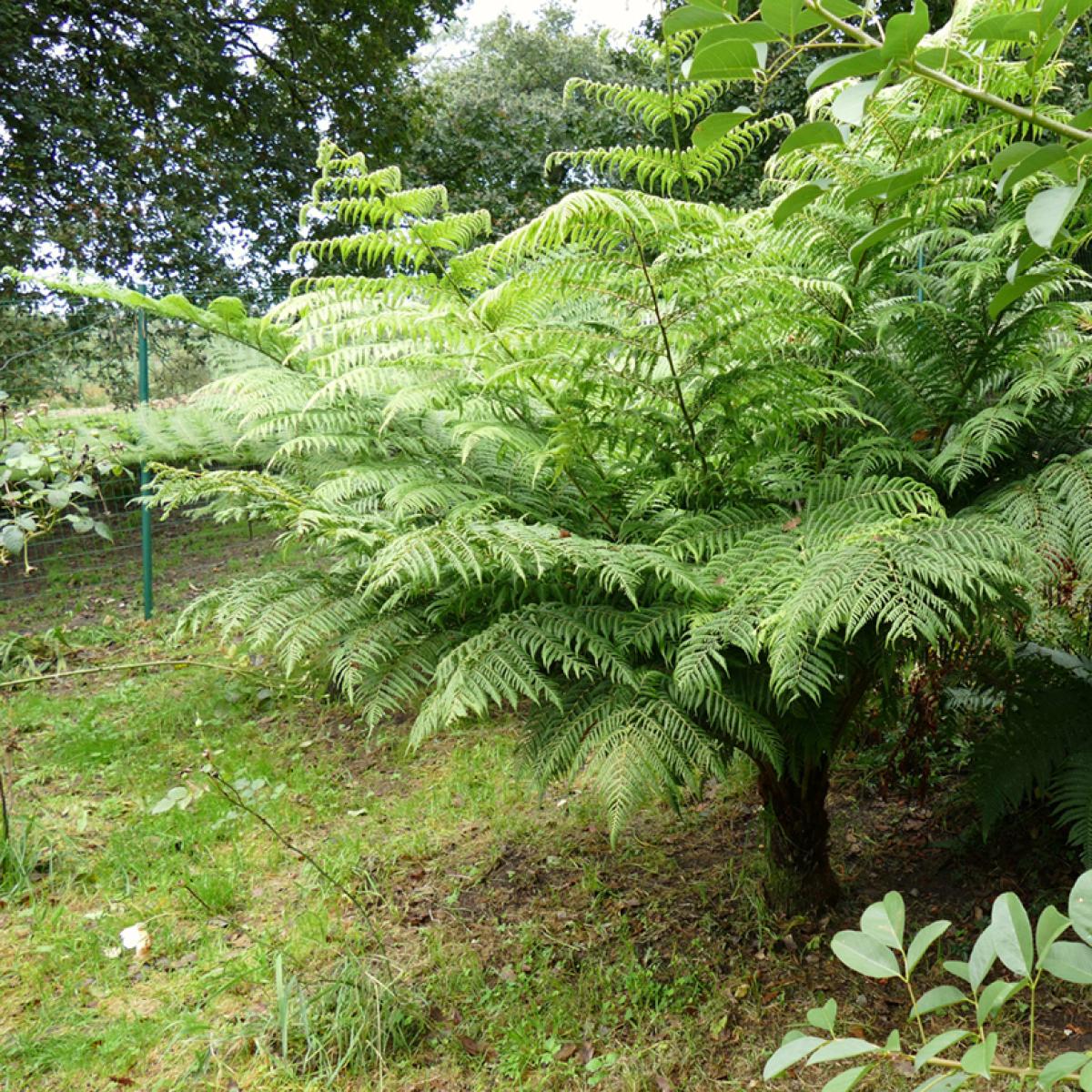 Cyathea australis - Fougère arborescente rustique