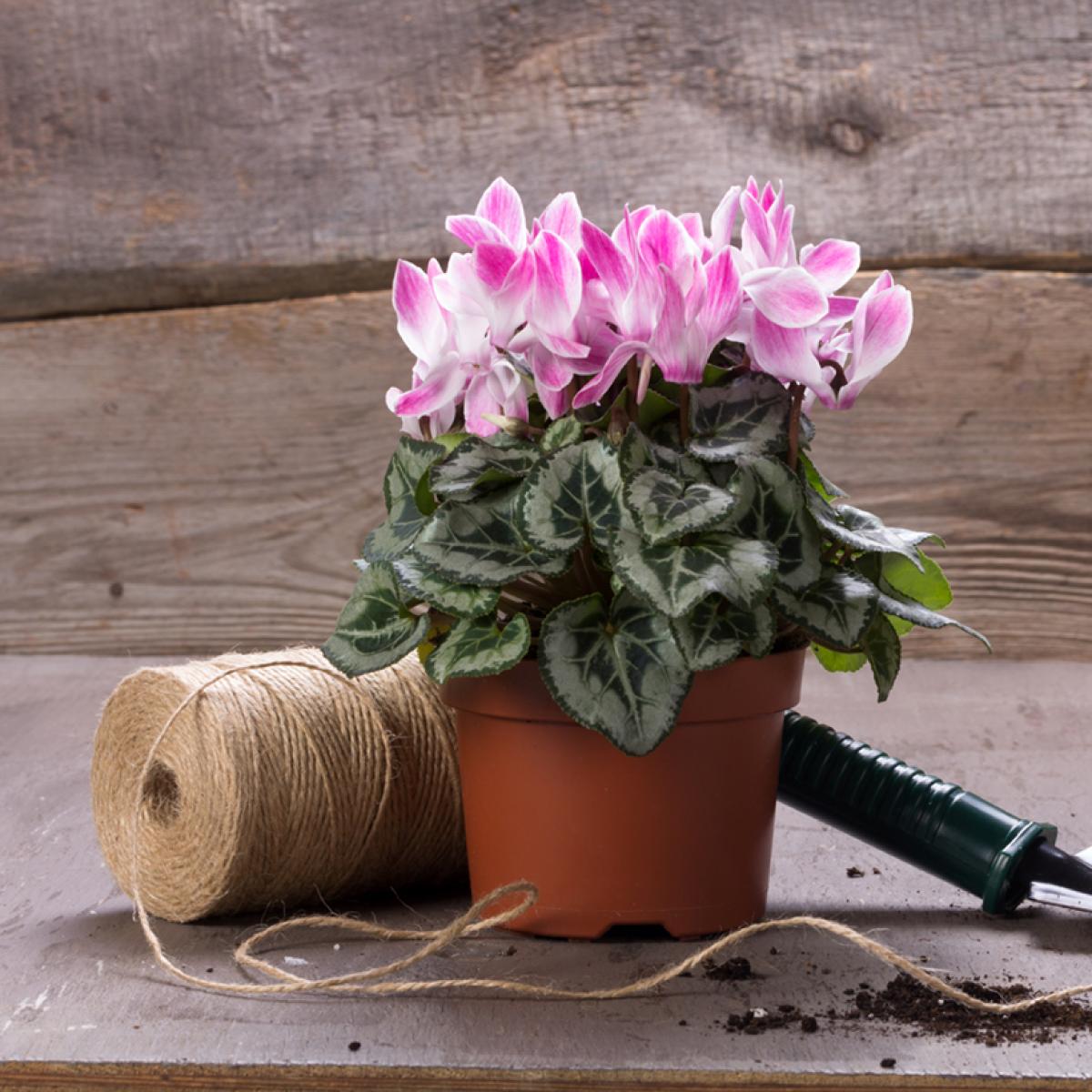 Cyclamen Crayon - Variété compacte de type Mini aux fleurs uniques ...
