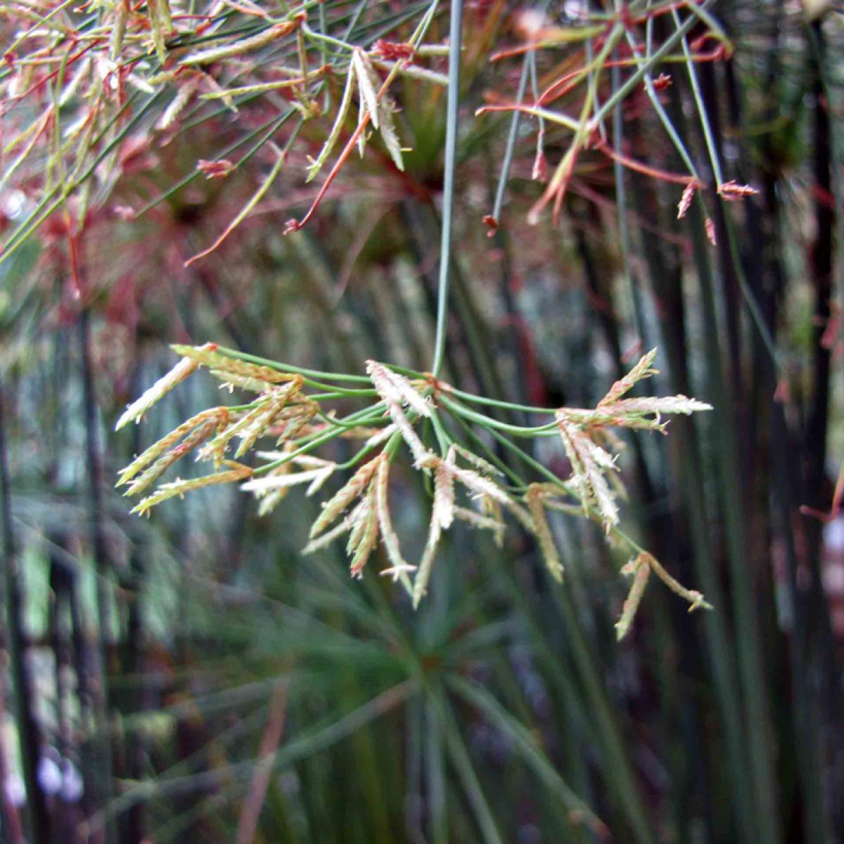 Cyperus prolifer - Papyrus nain - Vivace non rustique de sol humide