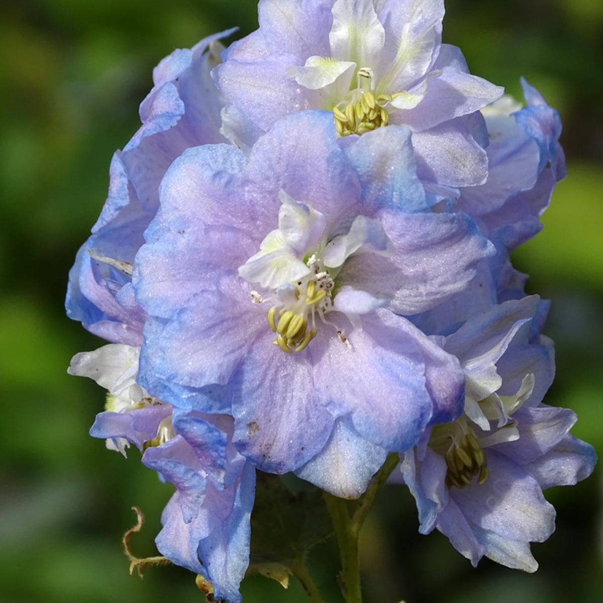 Delphinium Pacific Summer Skies – Pied d'Alouette vivace bleu ciel