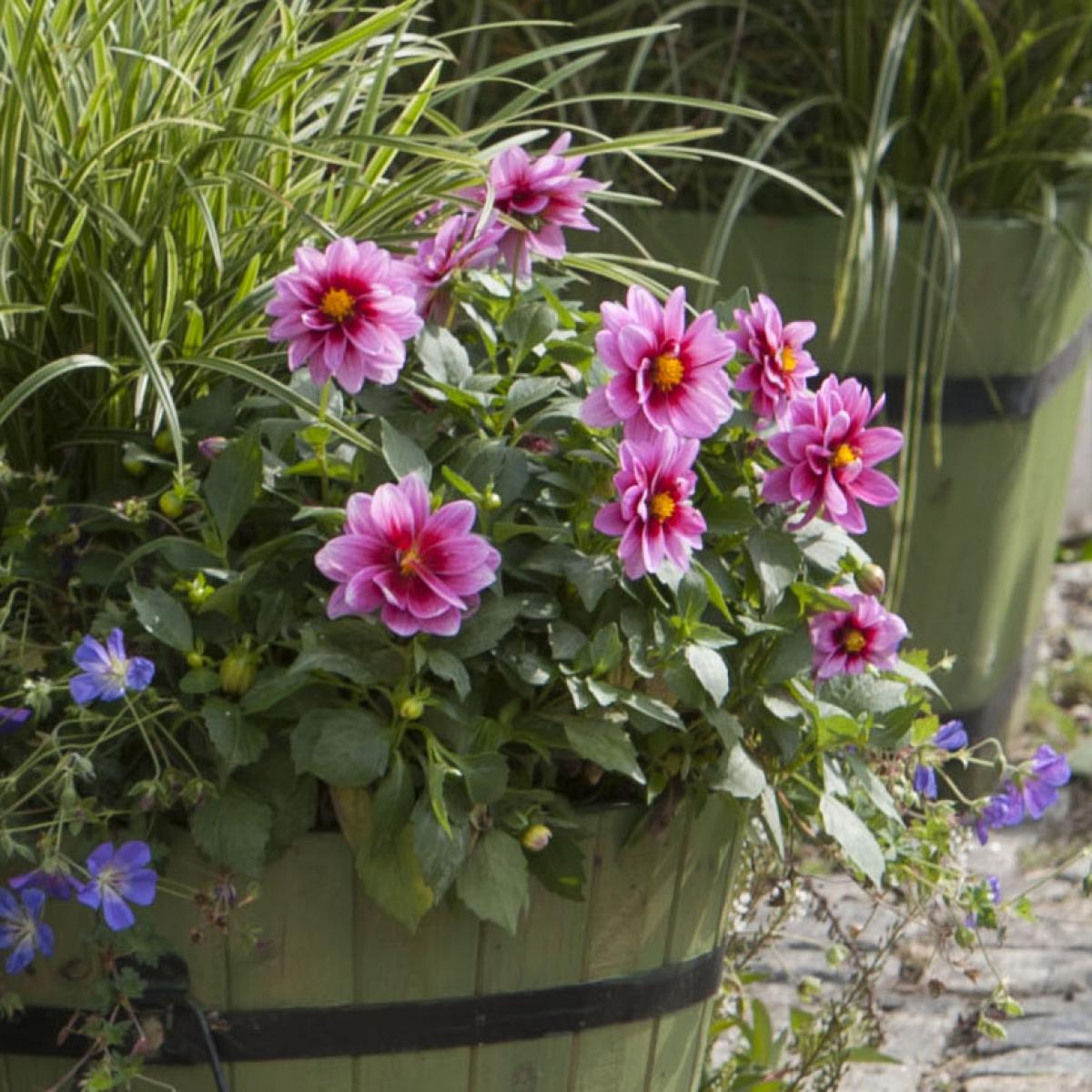 Dahlia Dalaya Yogi - Dahlia des Jardins Semi-double Nain - Une annuelle ...