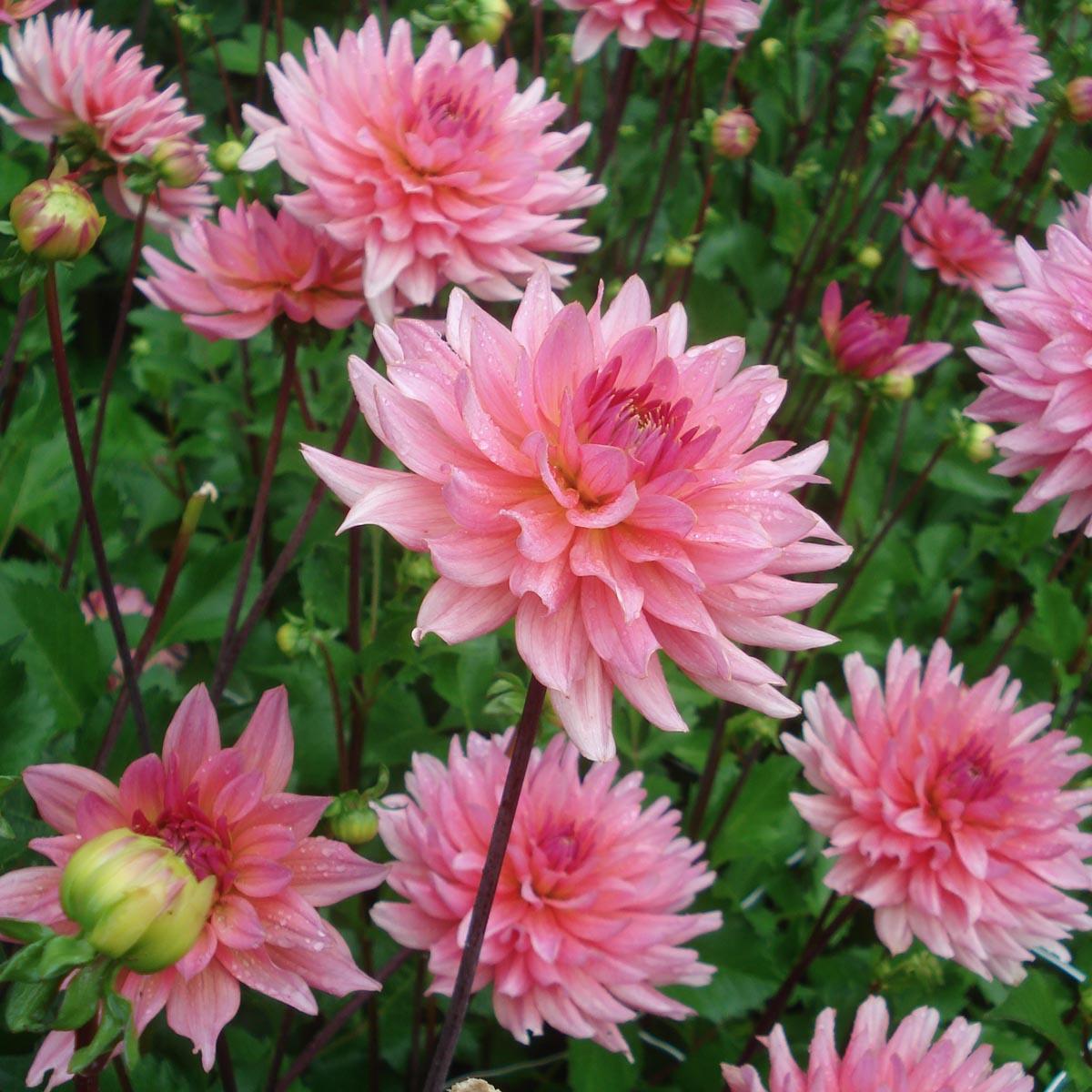 Graaf Floris - Dahlia nymphéa nain aux grandes fleurs rose incarnat.