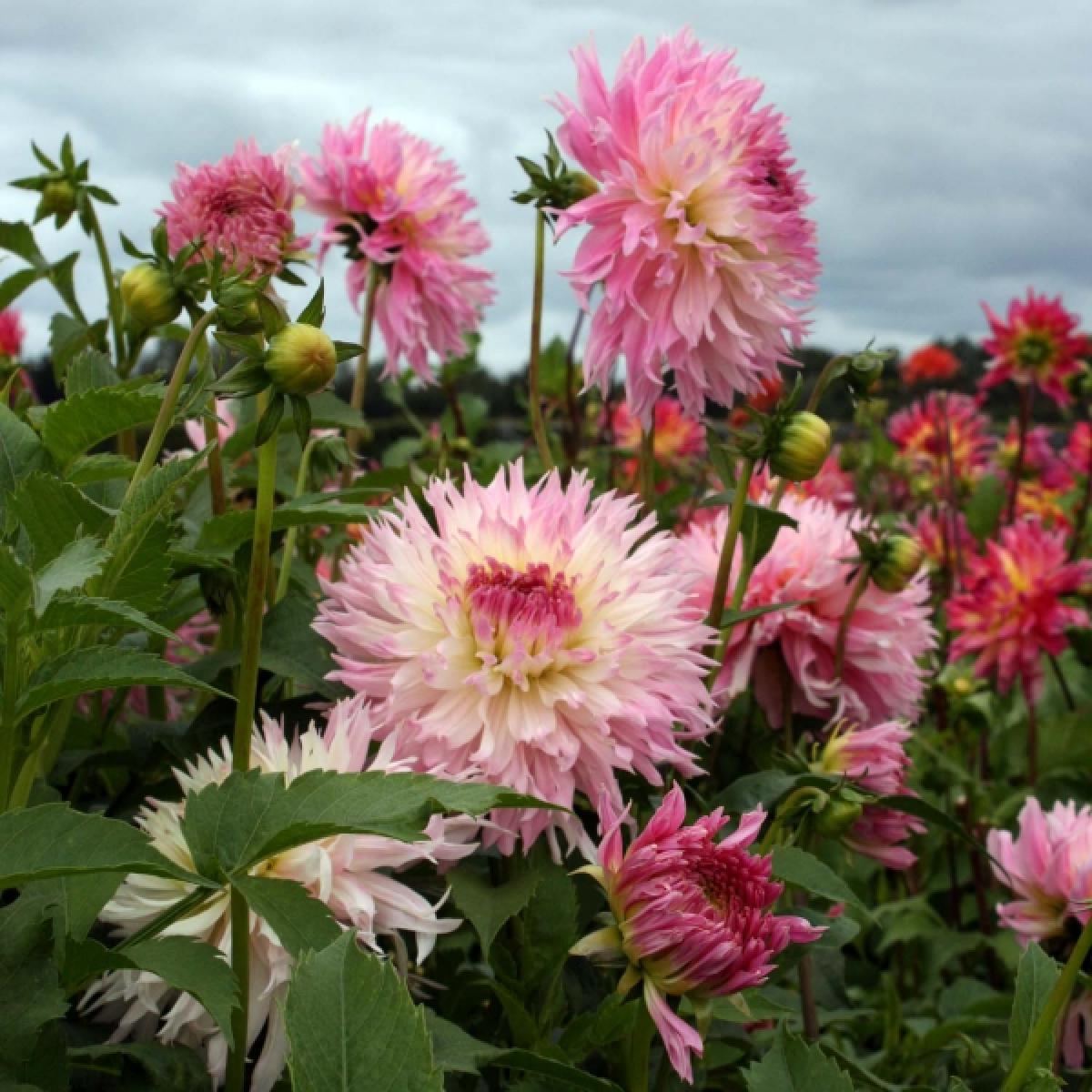 Dahlia Nadia Ruth - Dahlia cactus dentelés aux grandes fleurs rose pastel.