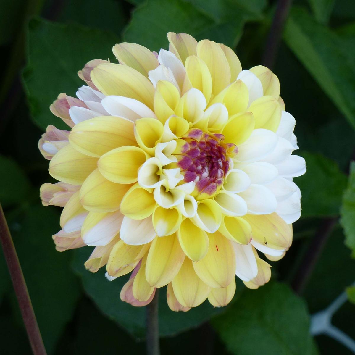 Dahlia Double Jill - Dahlia balle aux fleurs en pompons bicolores jaune et blanc.
